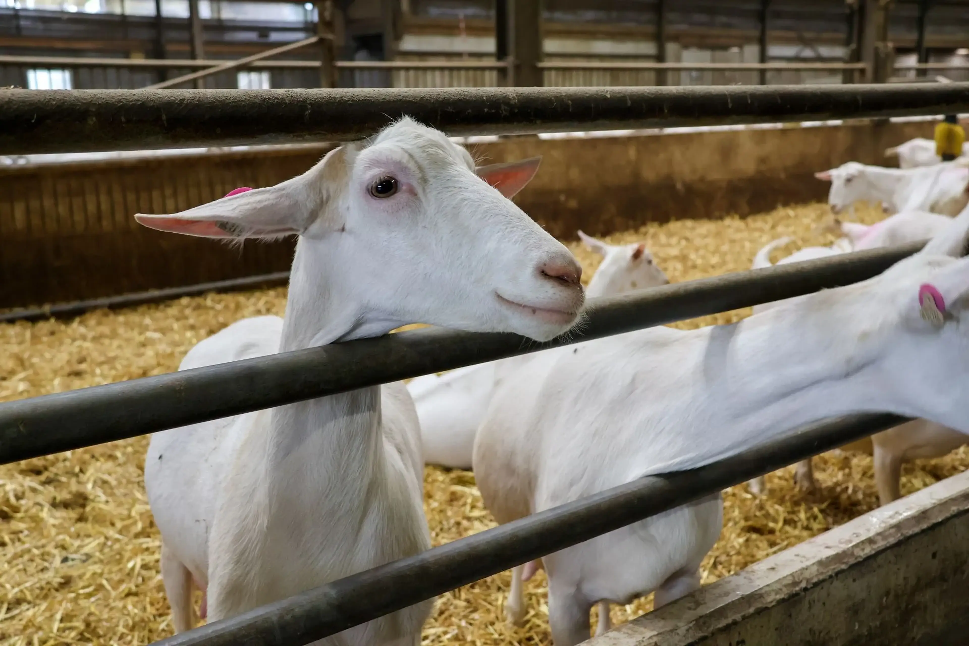 5 consejos prácticos para reducir el estrés de las cabras