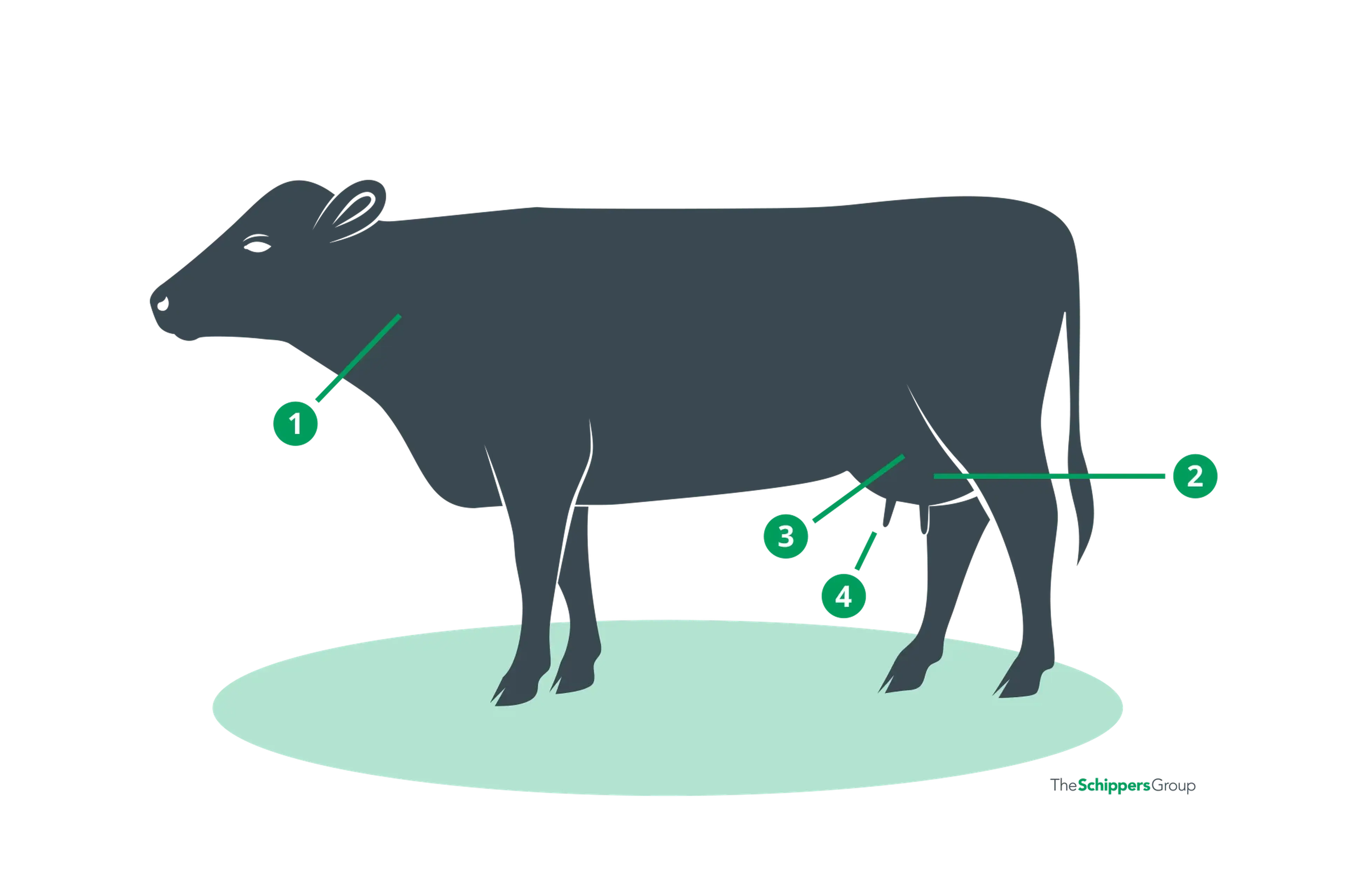 Udder Care: The Foundation of Good Udder Health