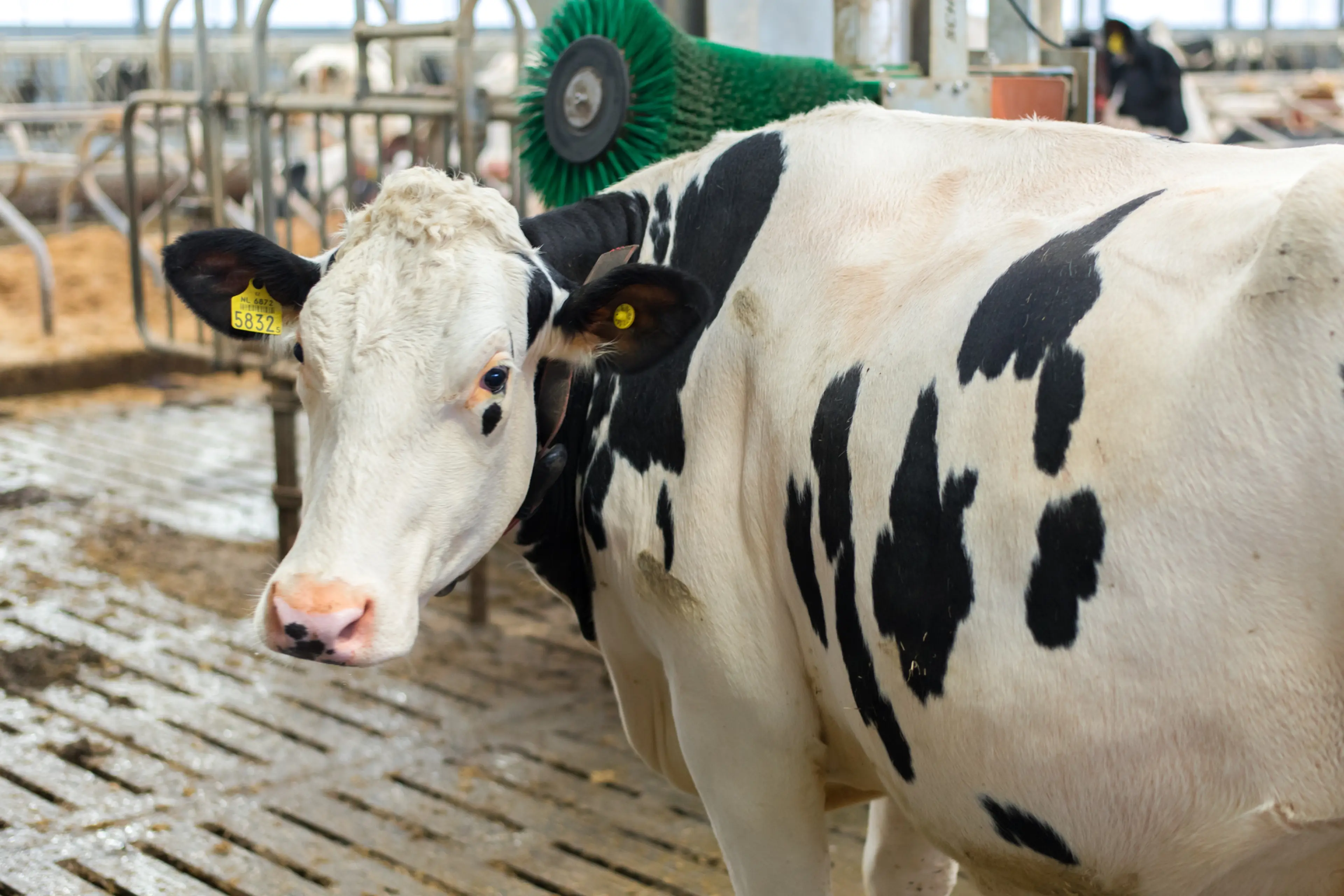Debut MS Schippers Denmark