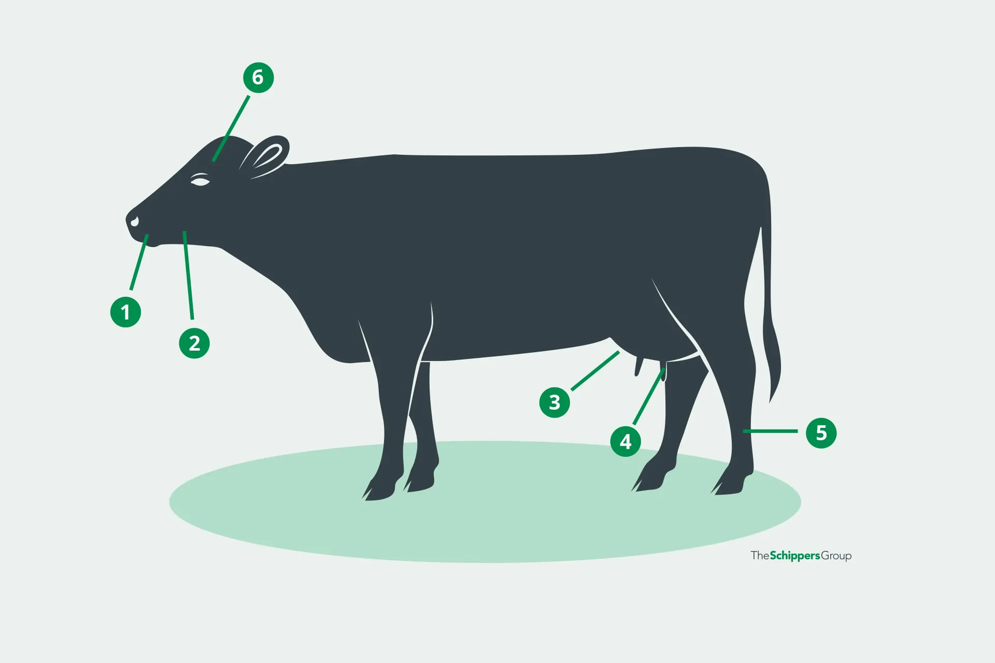 Foot and mouth disease (FMD)