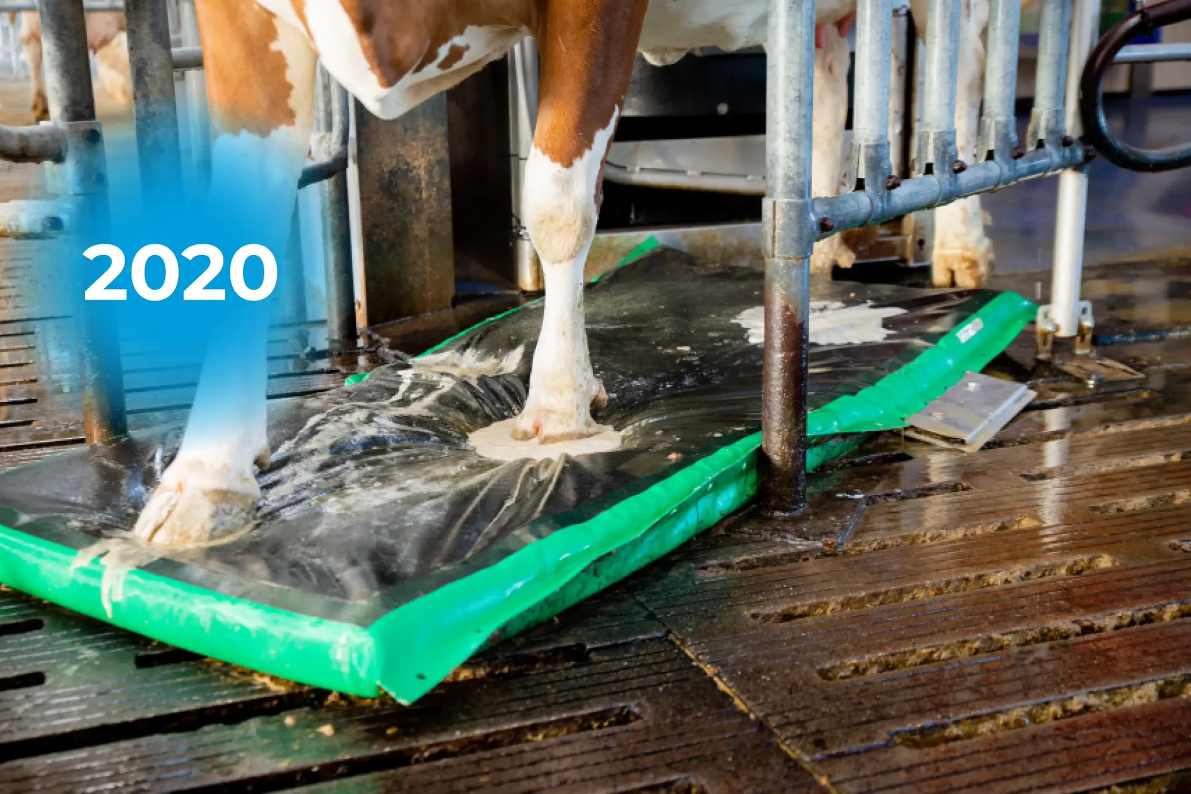 Ganadería lechera inteligente: vacas más sanas, mejor leche