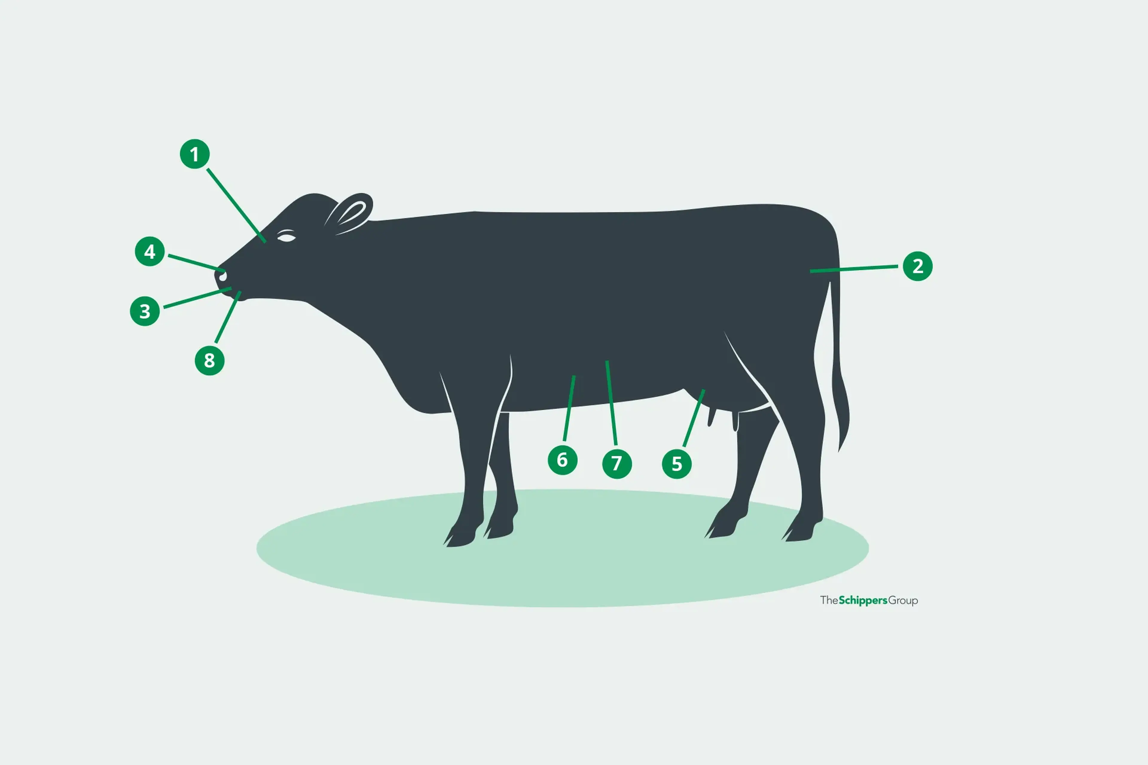 Prevent your herd from getting infected with bovine viral diarrhea in cows