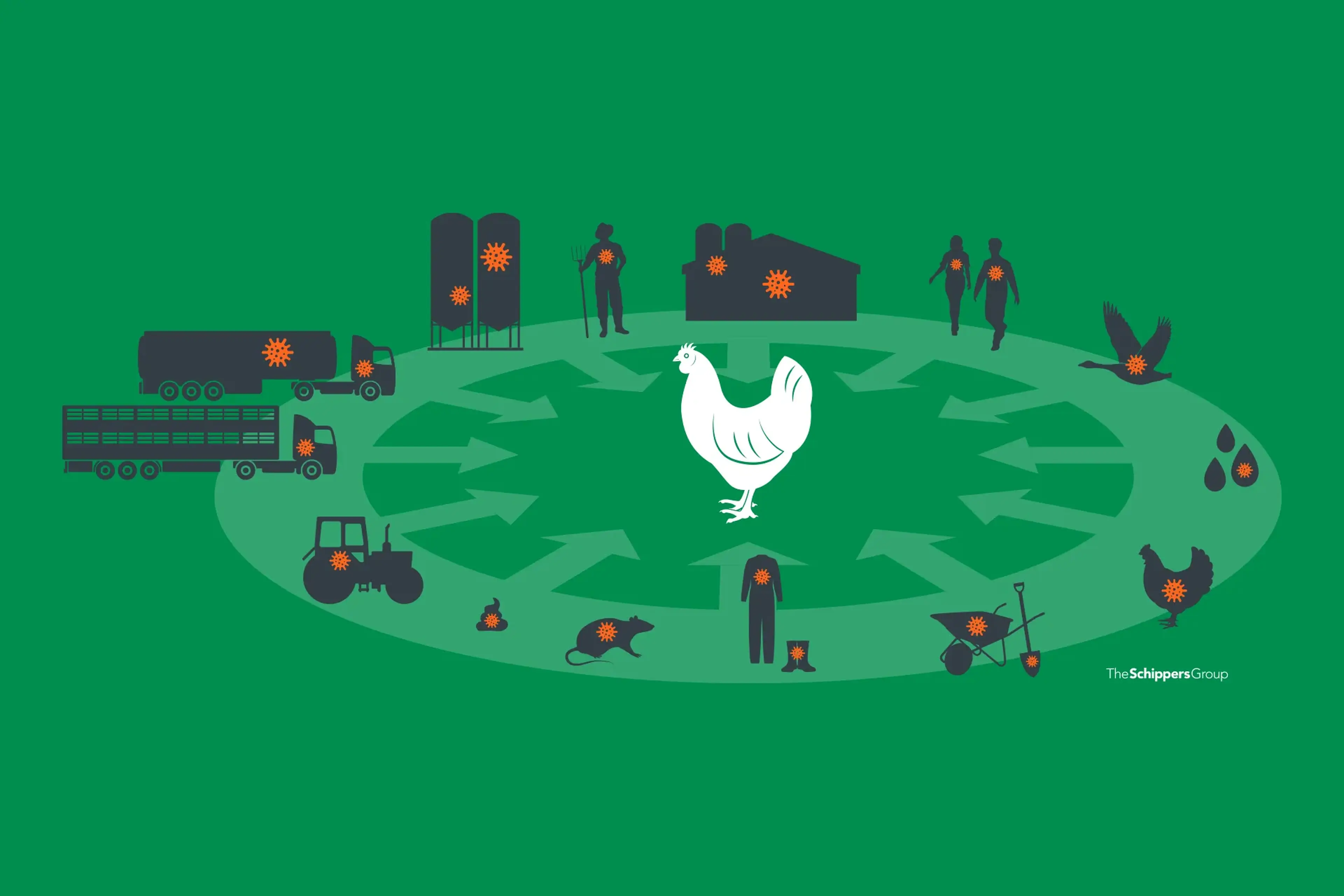 How to prevent Chicken Anemia Virus (CAV) on your poultry farm