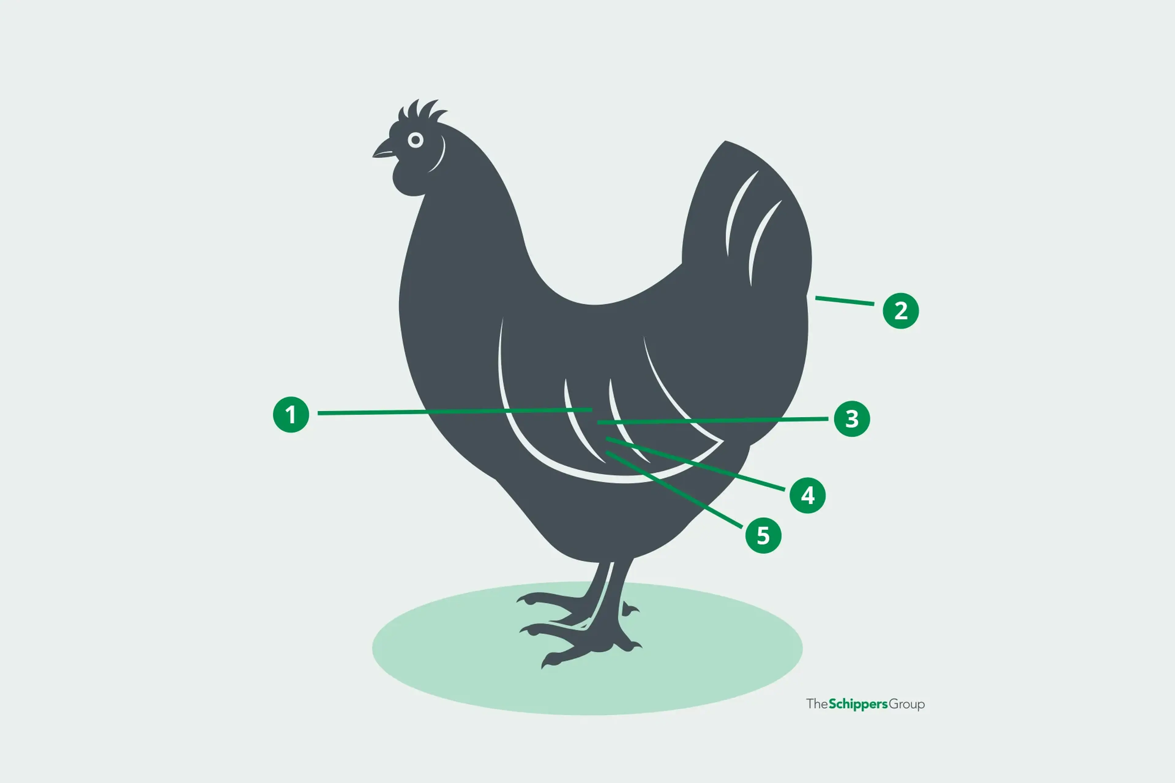 Come prevenire la bursite infettiva (malattia di Gumboro) nei polli