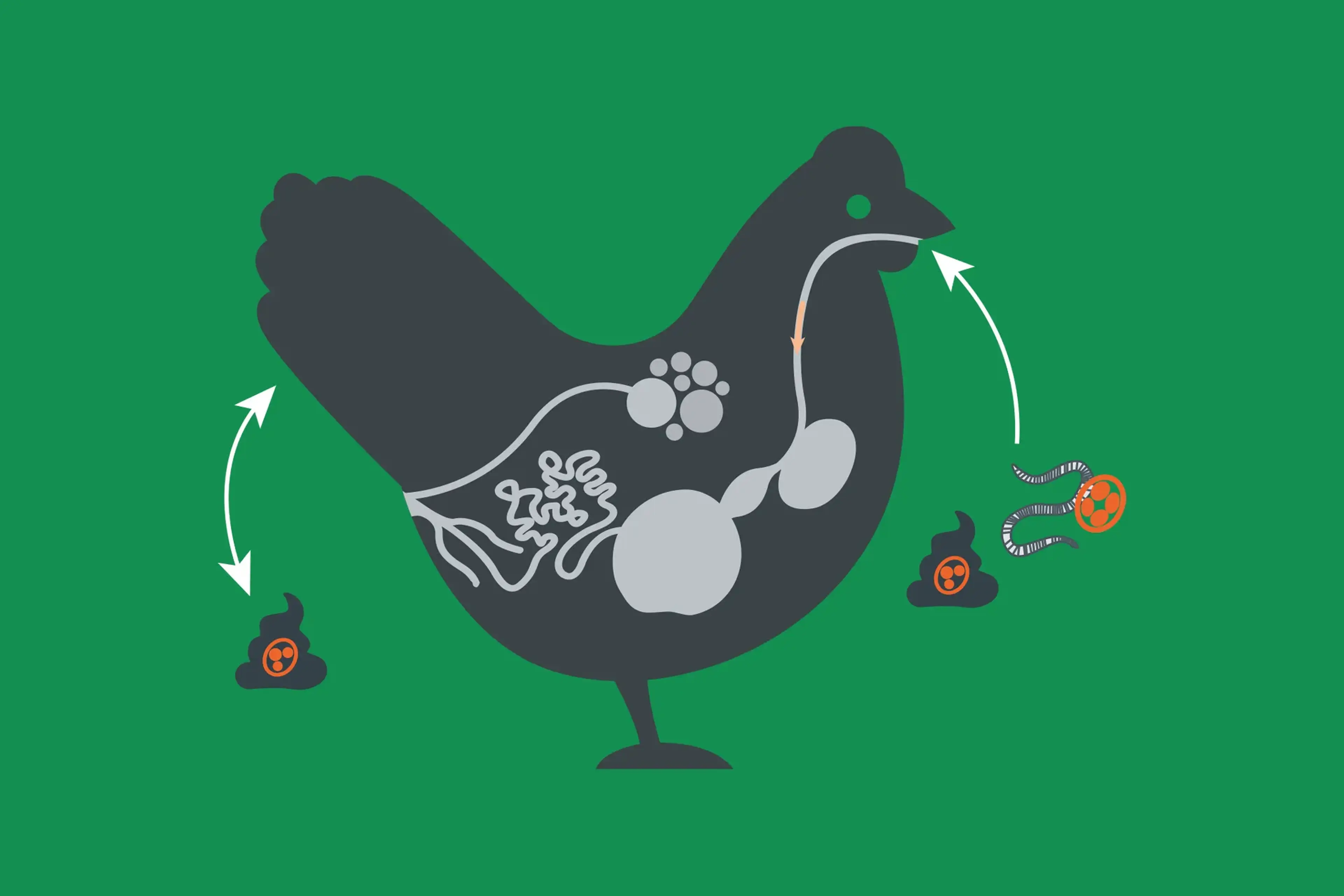 Tips to protect your farm from Blackhead Disease