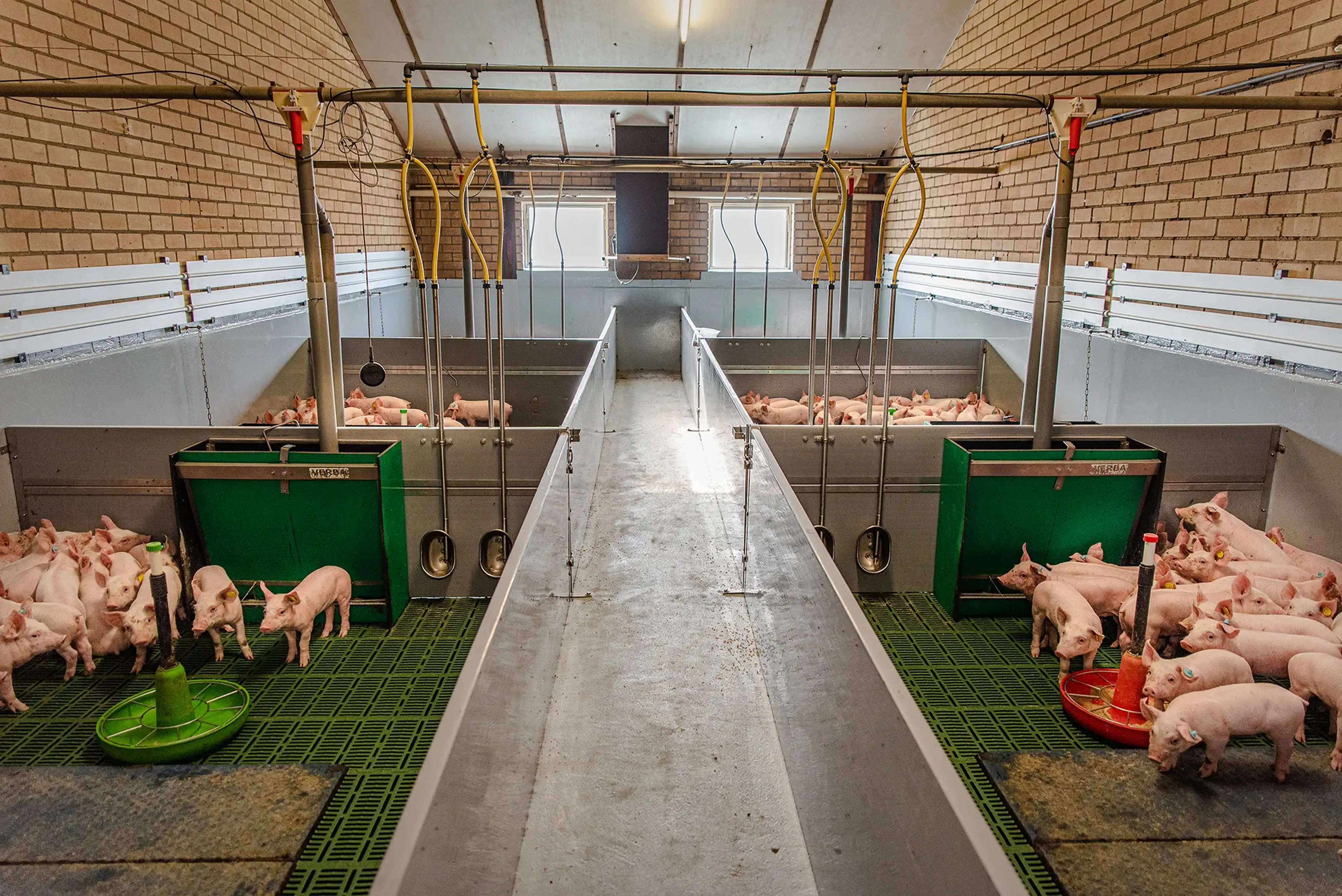 Play Material for Pigs and Piglets | MS Schippers
