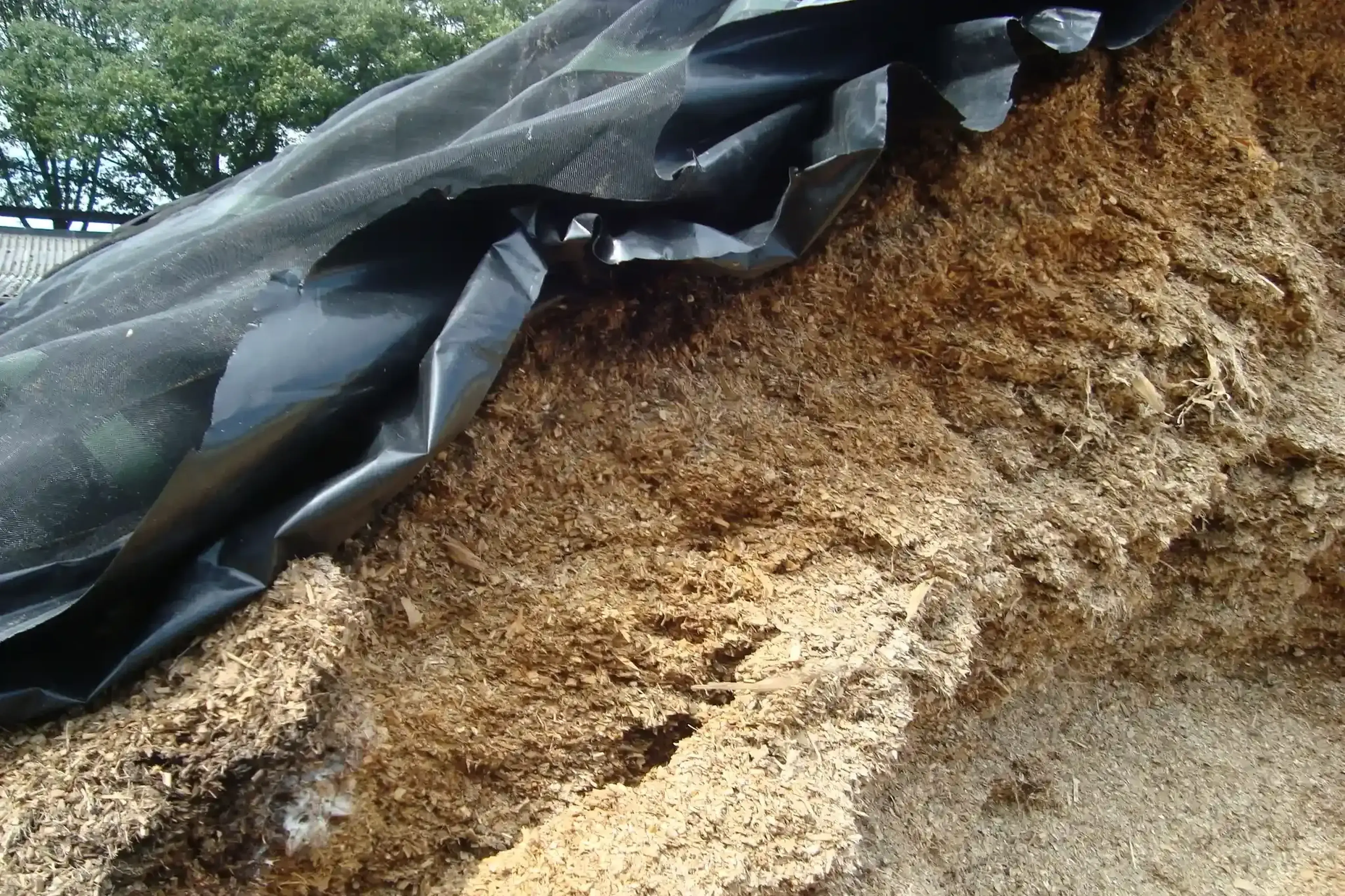 Smart silage management for healthier goats