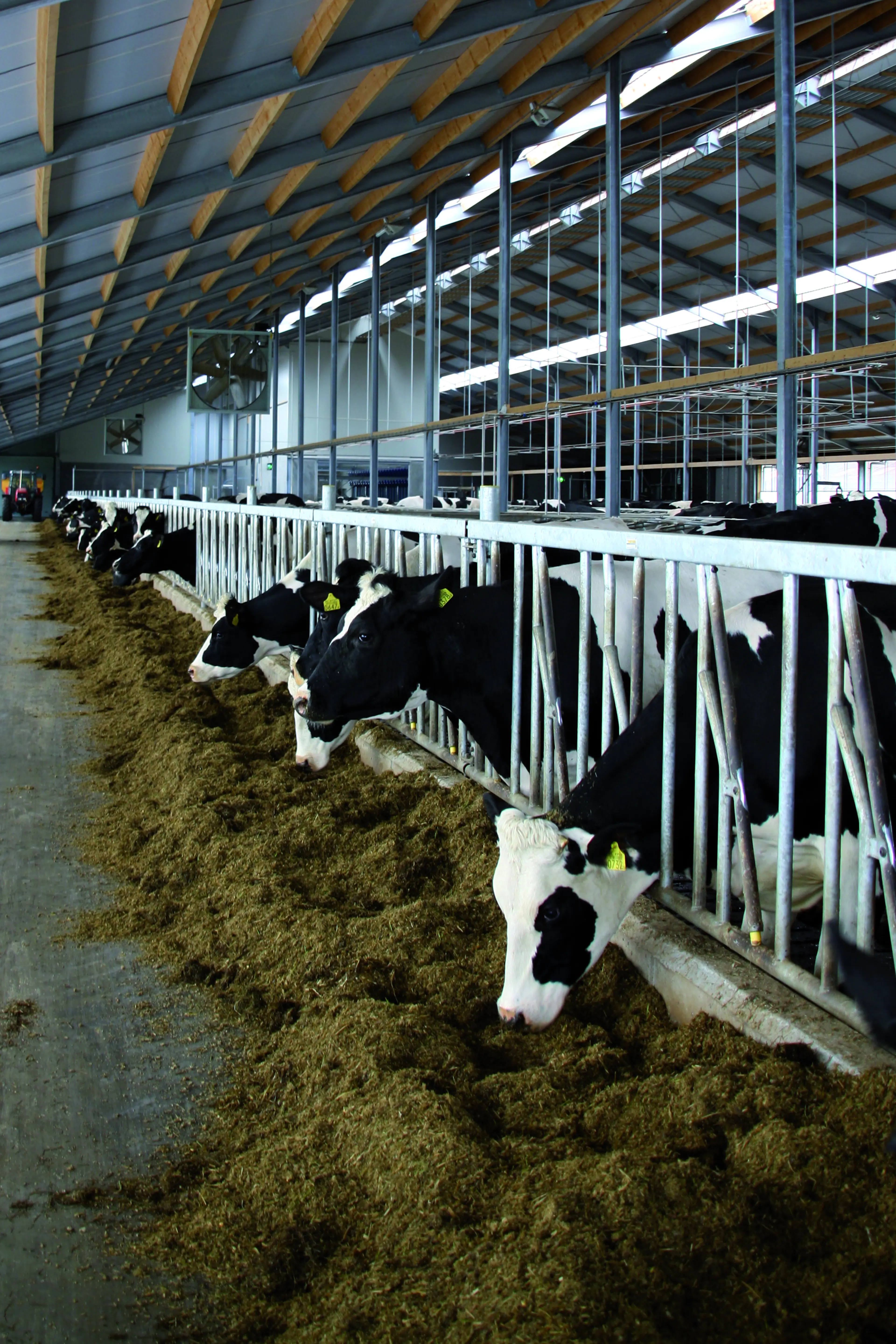 Udder edema in dairy cows