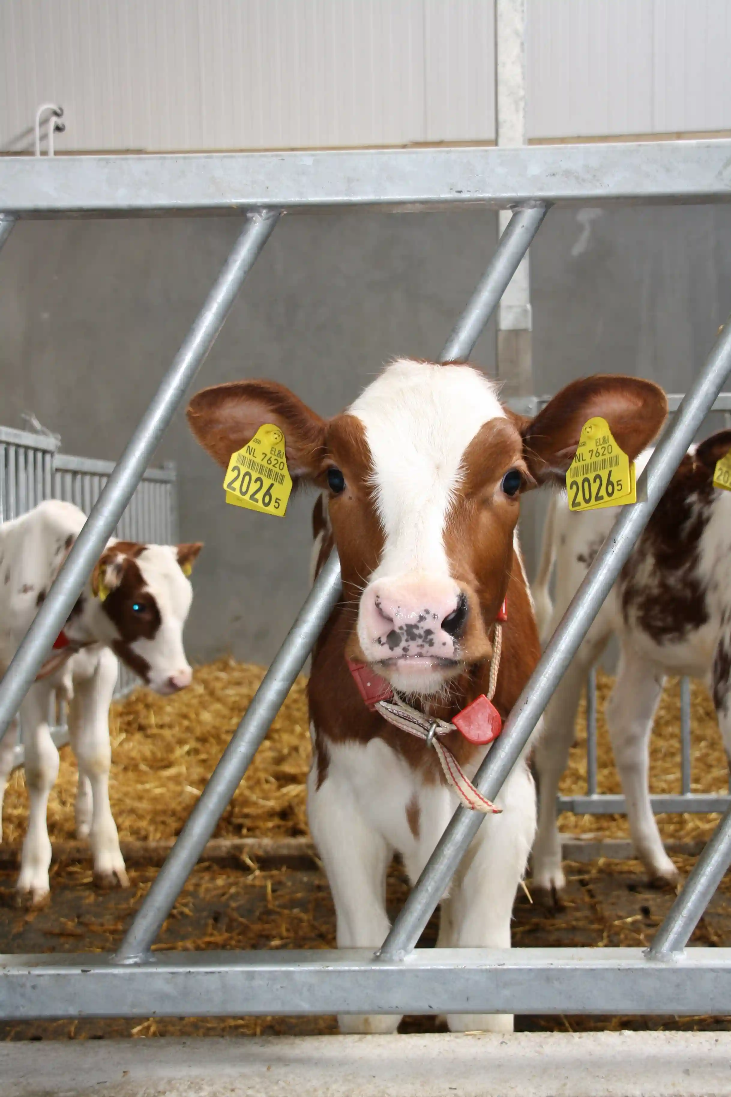 Marche auricolari per bovini | MS Schippers