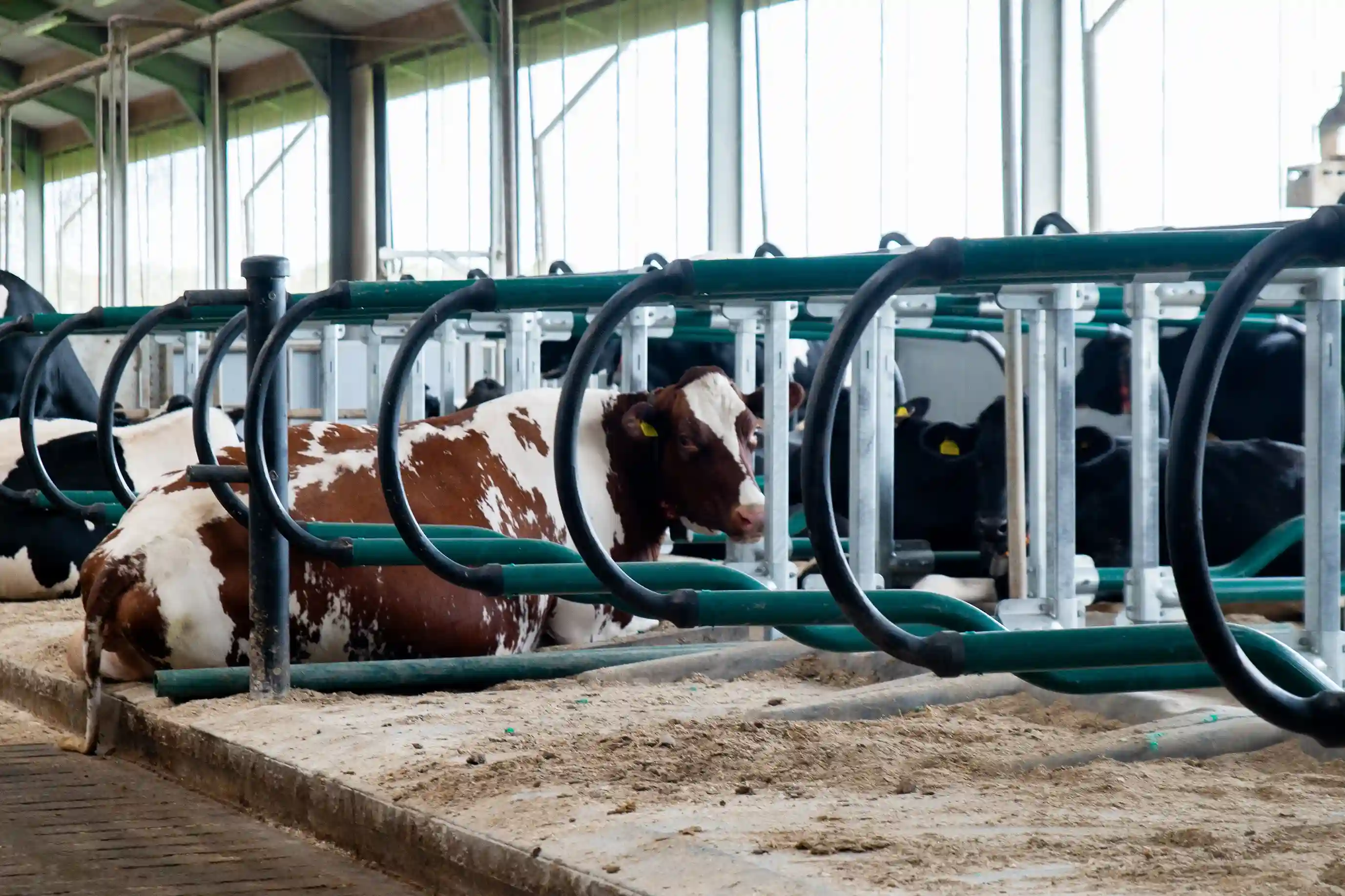 Flybuster | the natural & effective fly trap for livestock farms