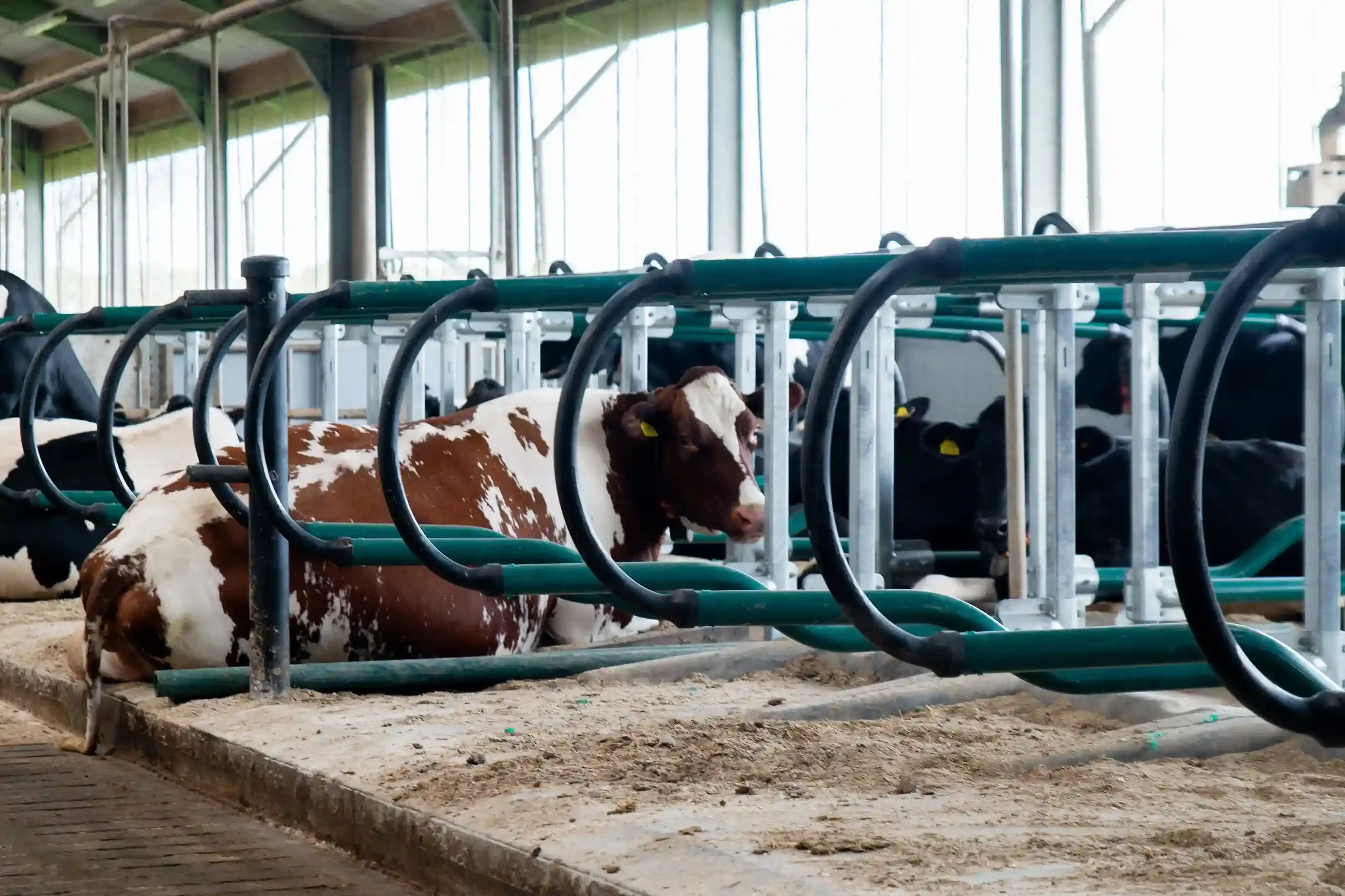 Smart Dairy Farming – Healthier Cows, Better Milk
