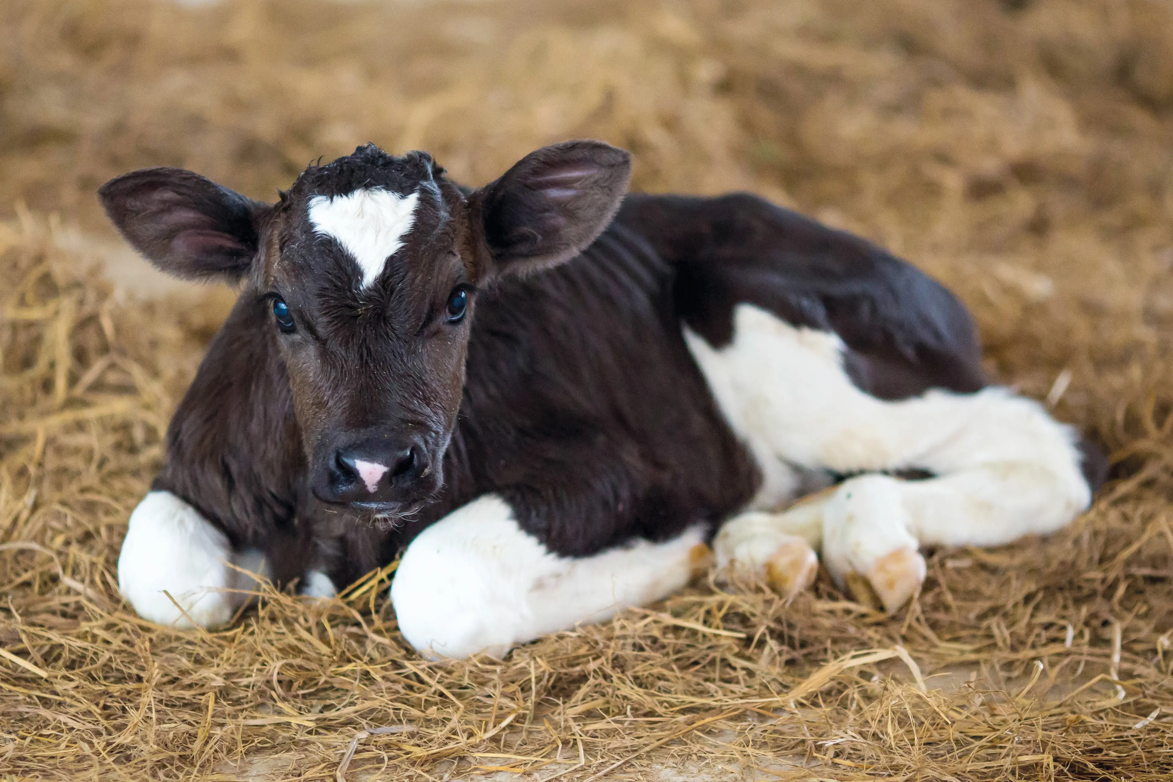 Begin met een goede basis voor je kalveren