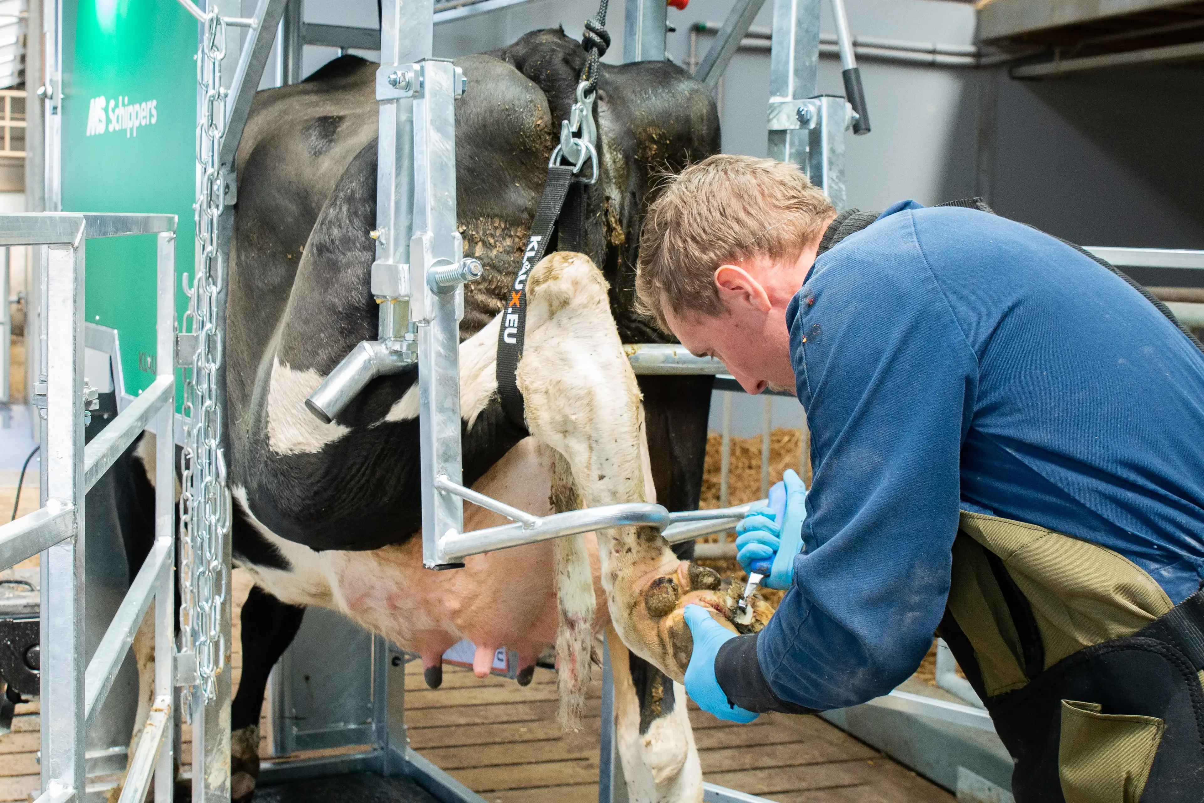 Step-by-step guide for optimal hoof health