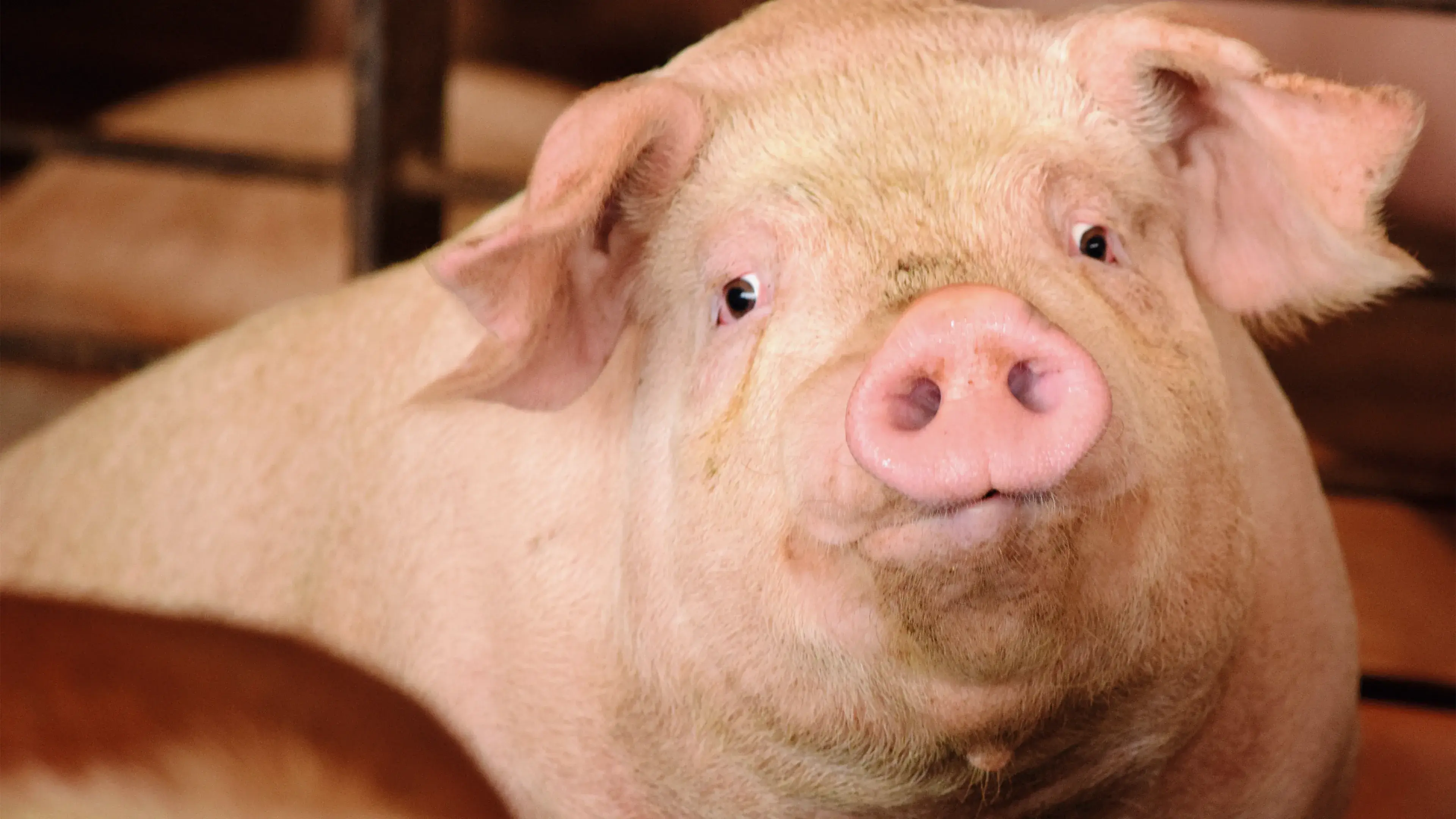Vlekziekte bij varkens herkennen en voorkomen