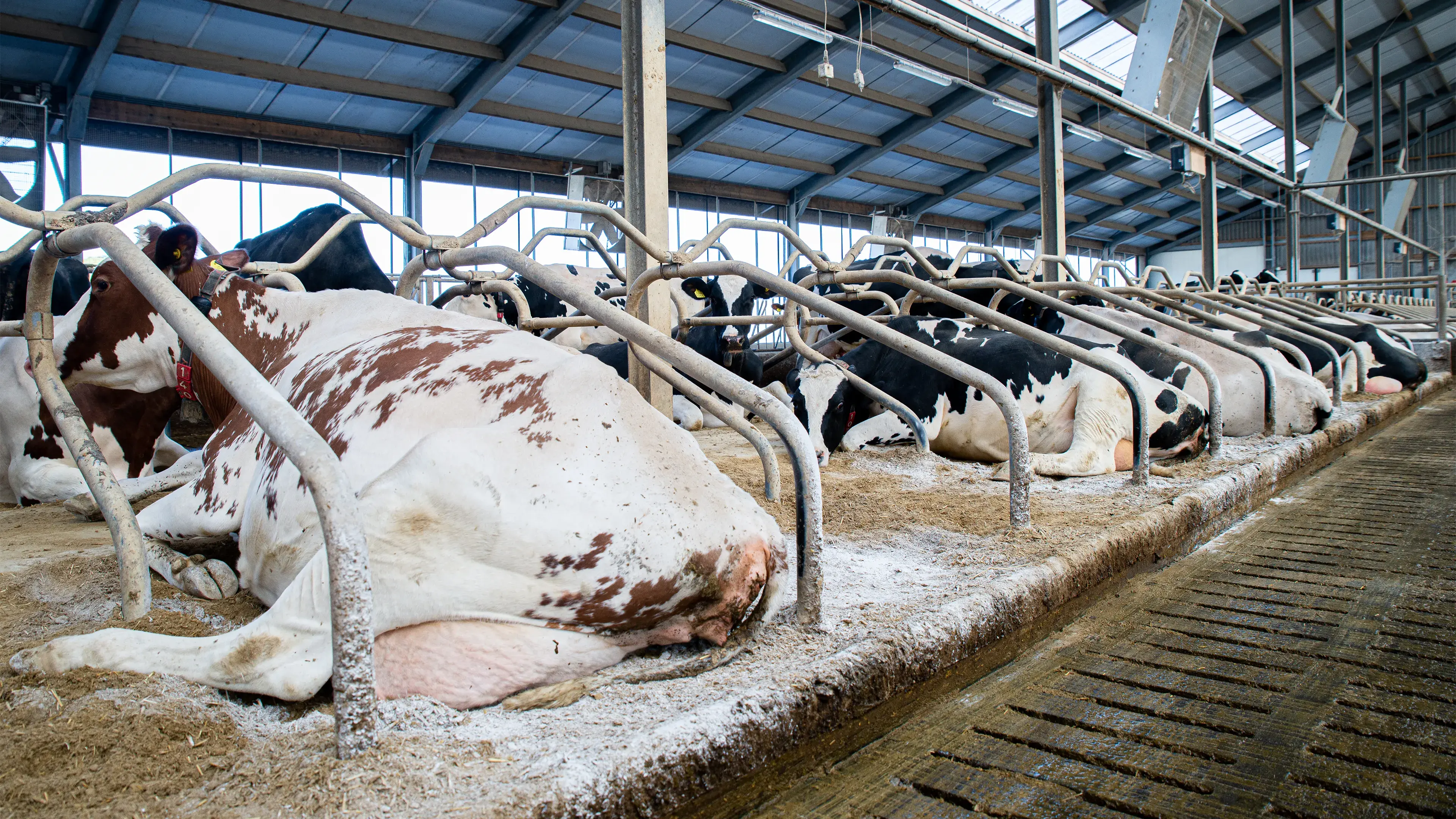 Drying powders in cubicles, calf huts and calf pens