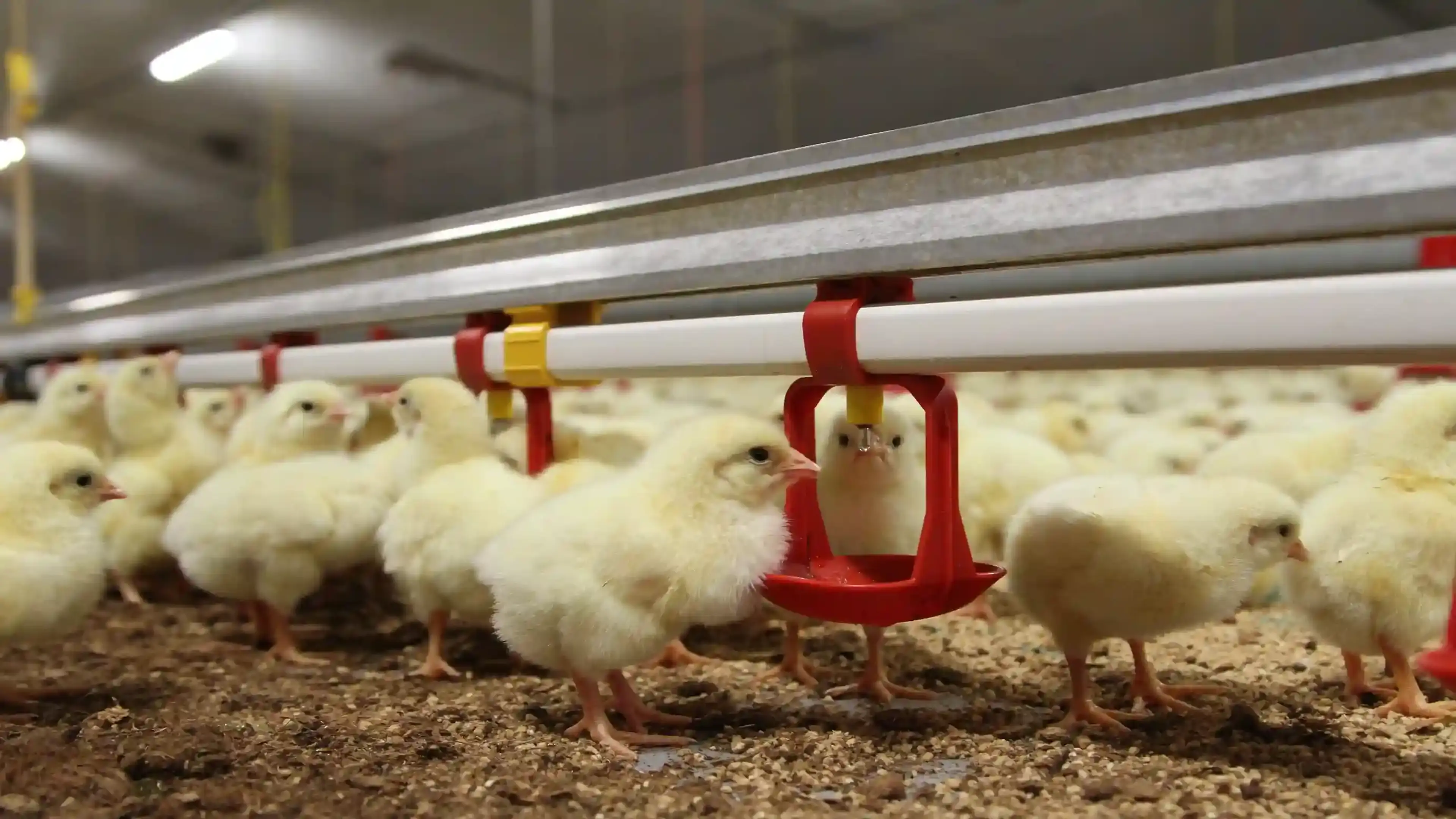 Stress da calore | Allevamenti di Pollame | MS Schippers