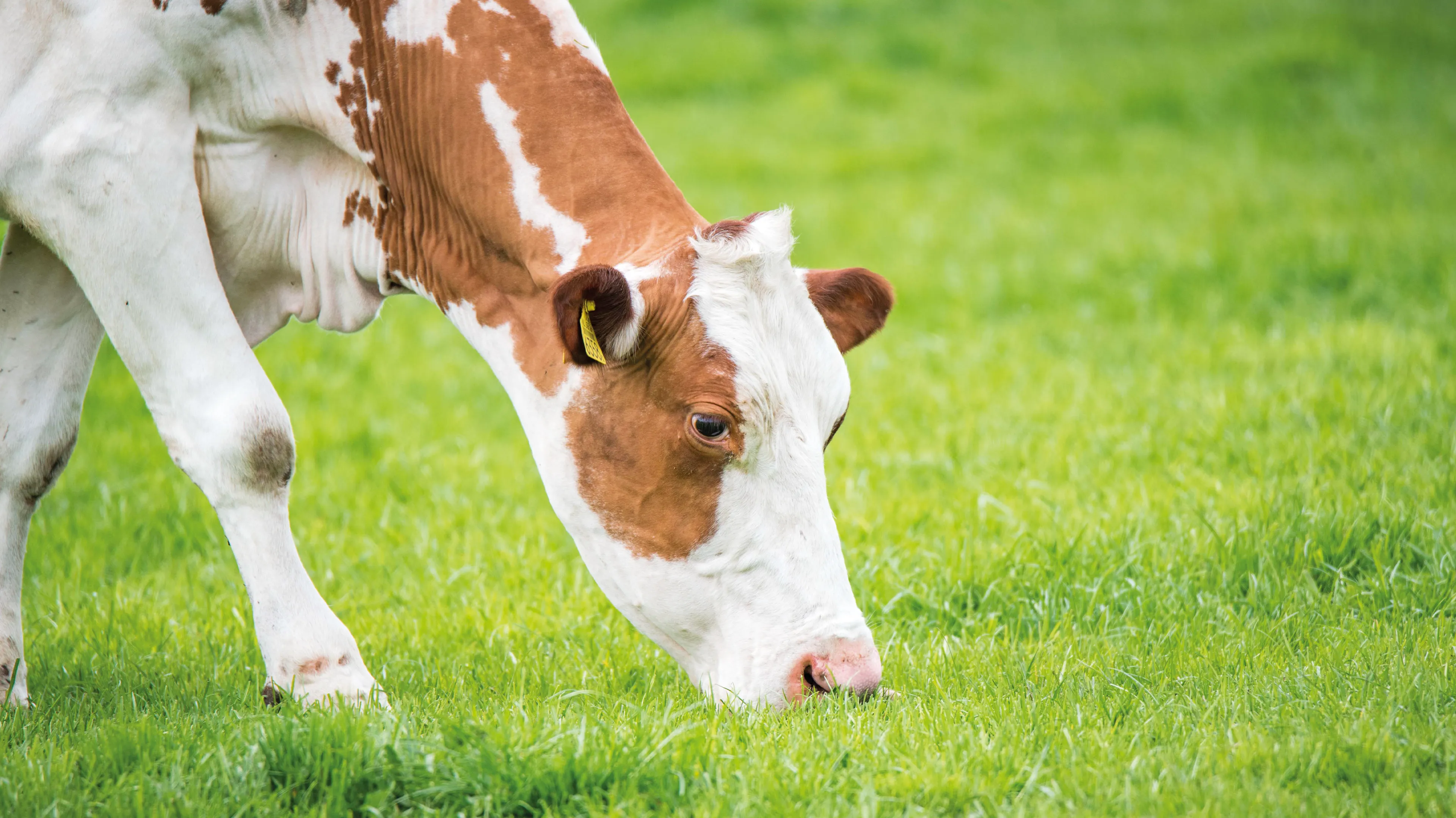 Dermatose nodulaire contagieuse bovine : symptômes, prévention et ...