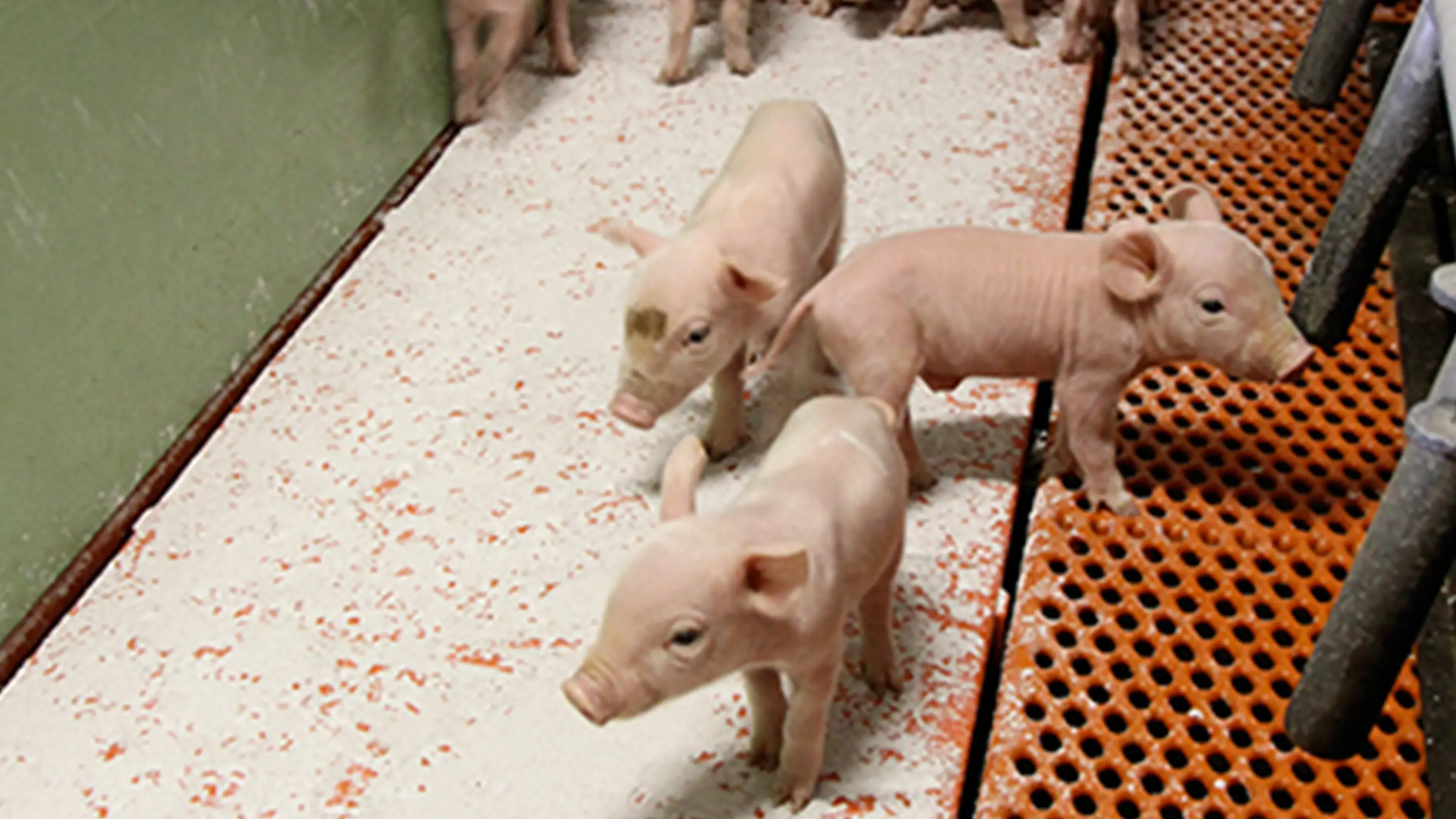 The 5 steps to prevent PRRS in pigs