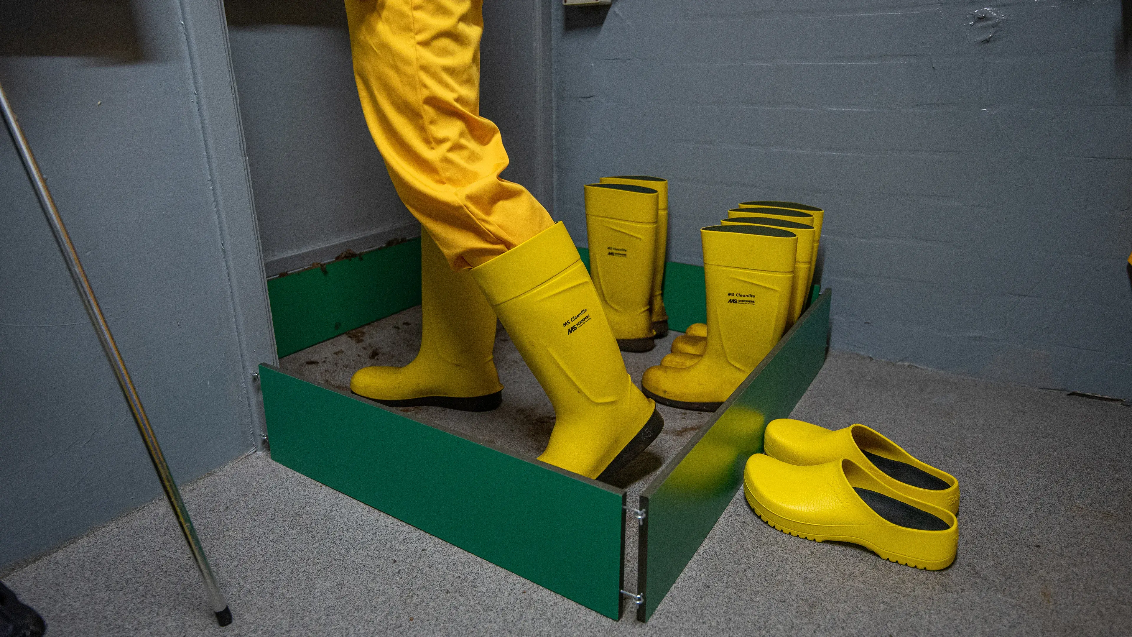 Protect Chickens against Bird Flu in 4 steps