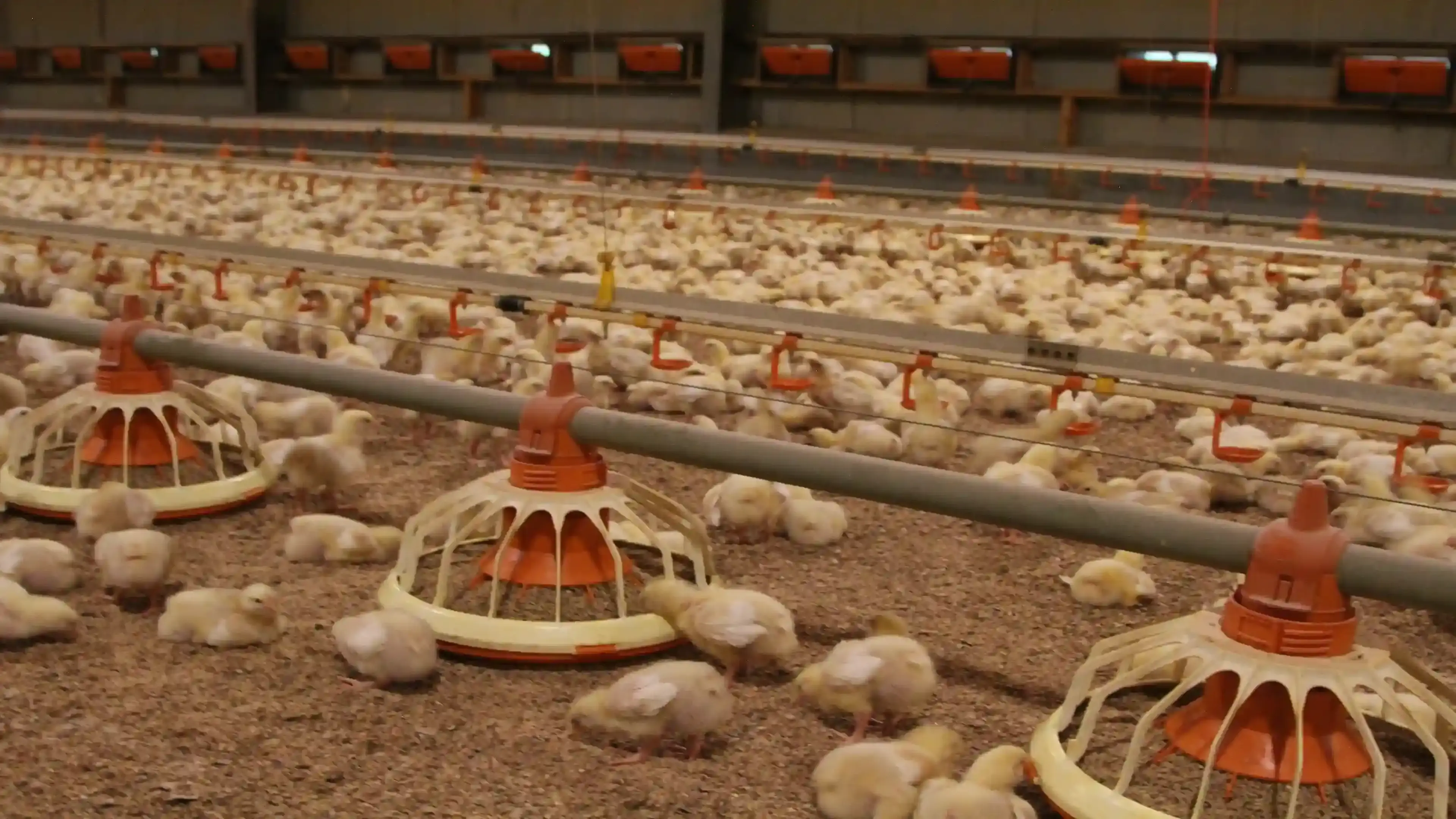 Prevent heatstress in your poultry farm