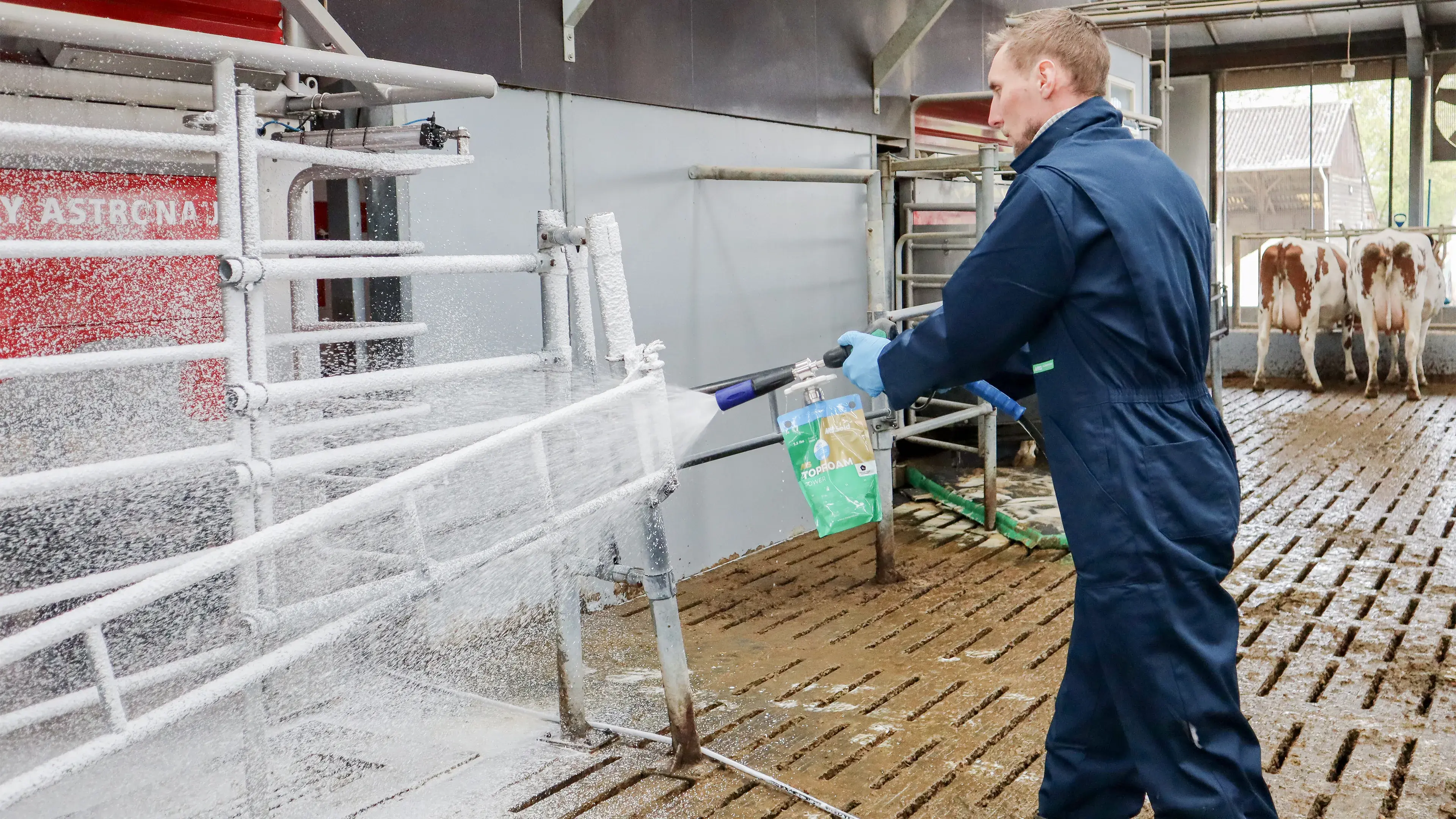 Prevent panaritium (bovine foot rot) in your cows