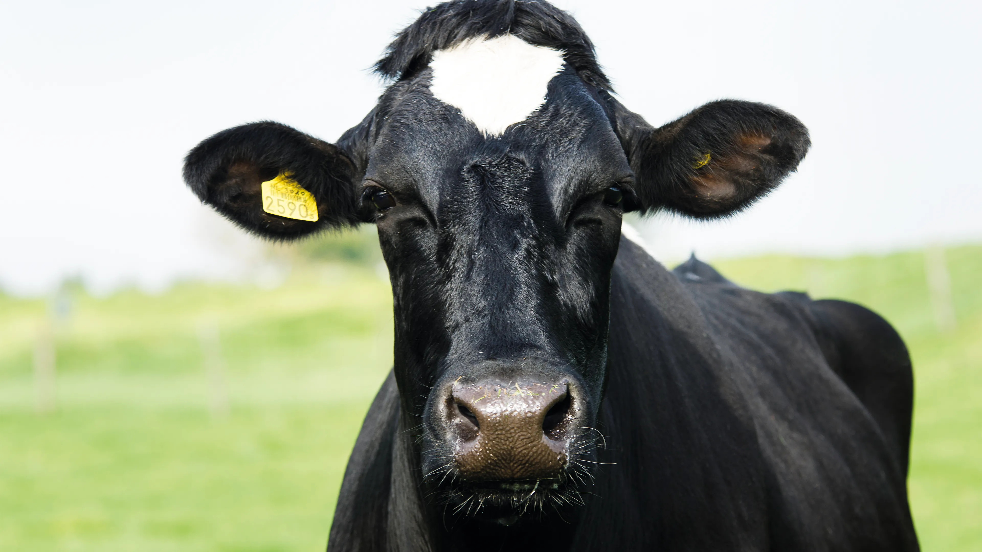 Epizootic Hemorrhagic Disease (EHD)｜Causes, Symptoms, and Prevention