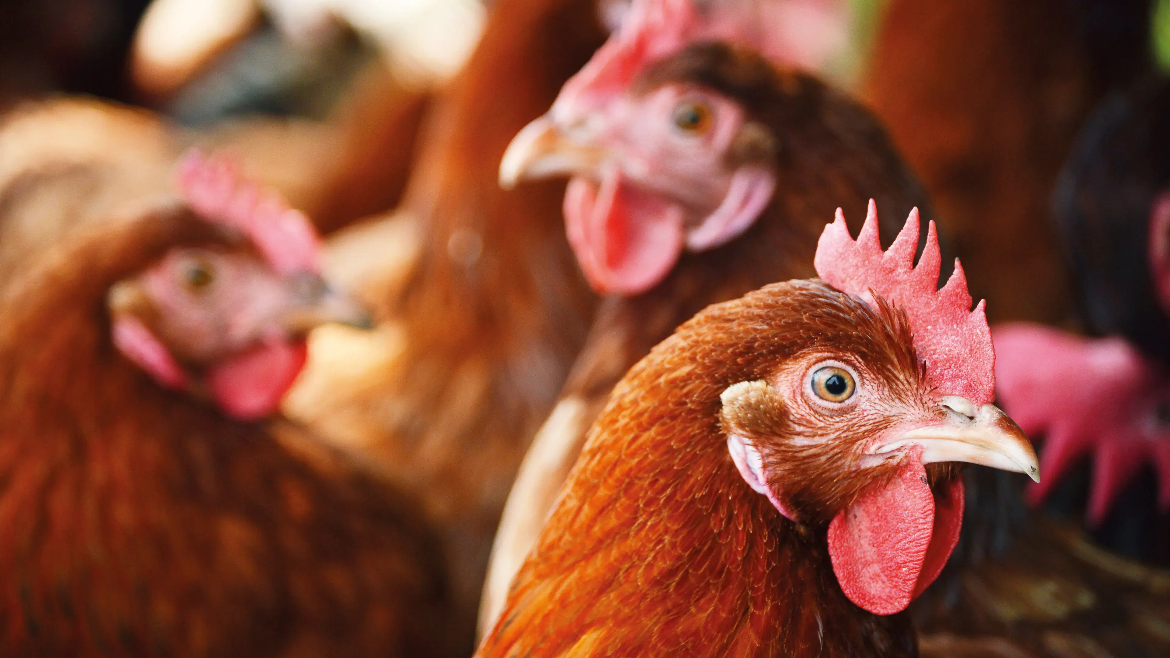 Control de plagas de moscas: Estrategias eficaces para su granja