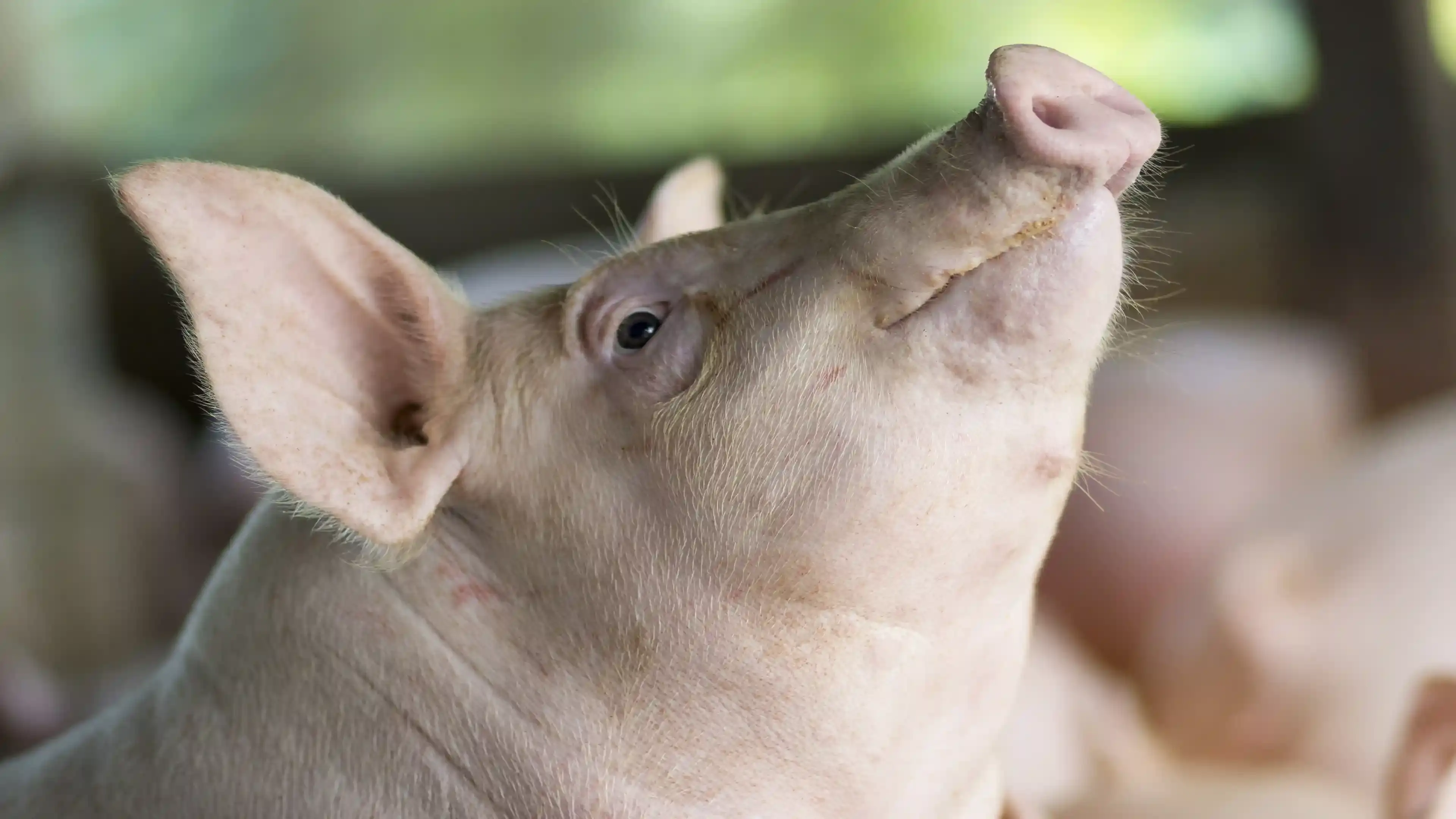 Heatstress with fattening pigs