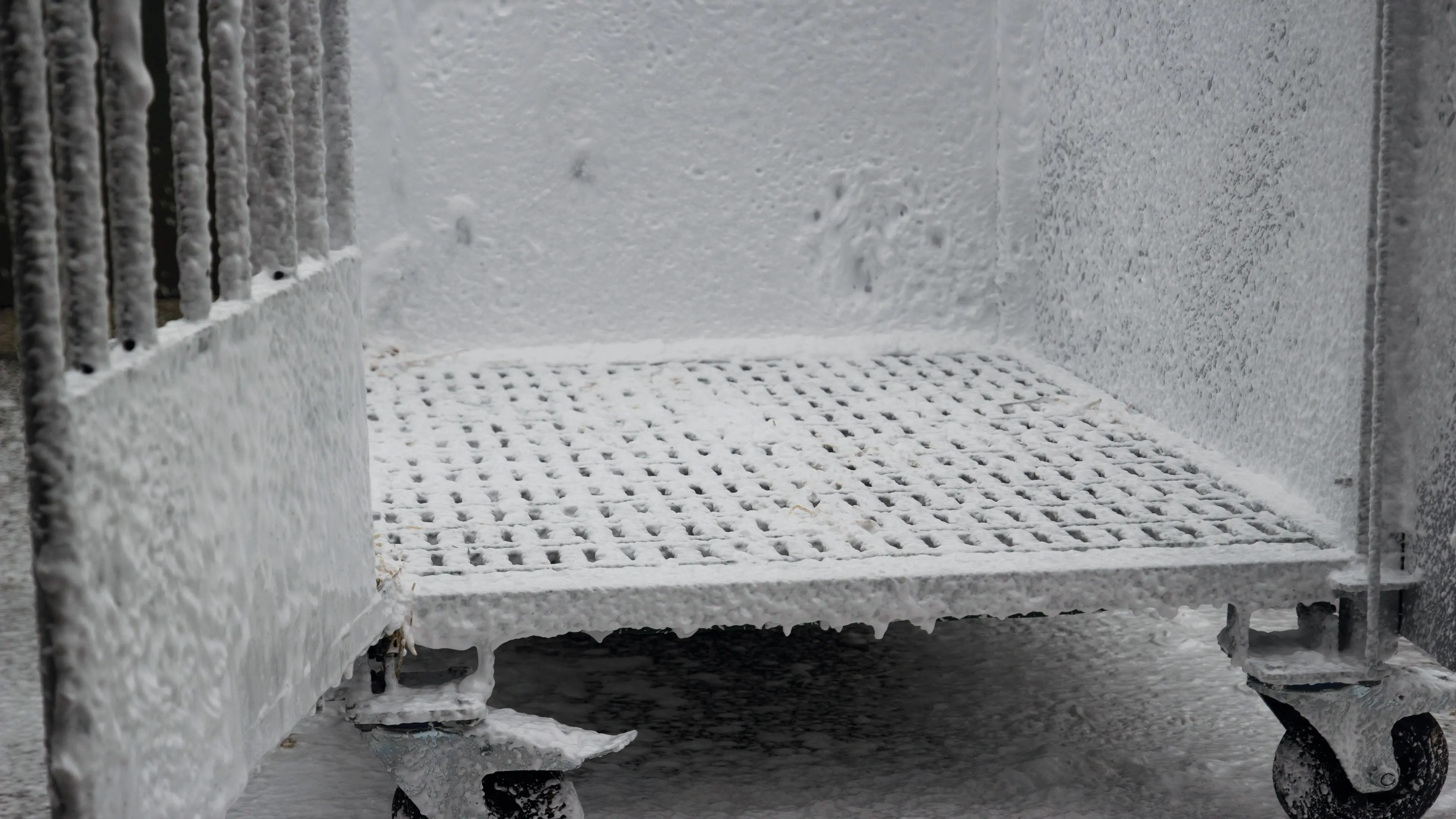 Get all information you need to improve your calf health.