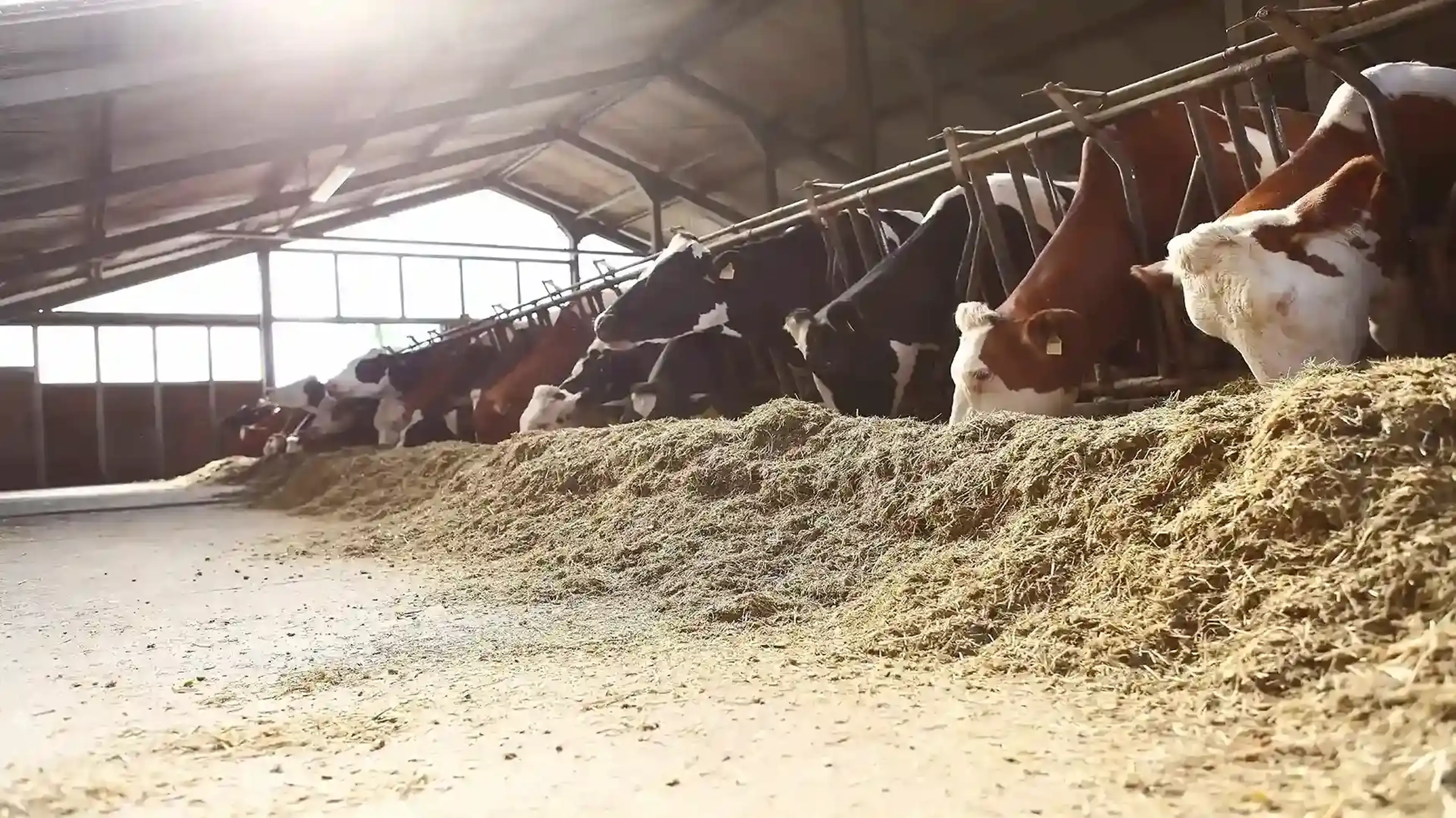 Hittestress bij rundvee