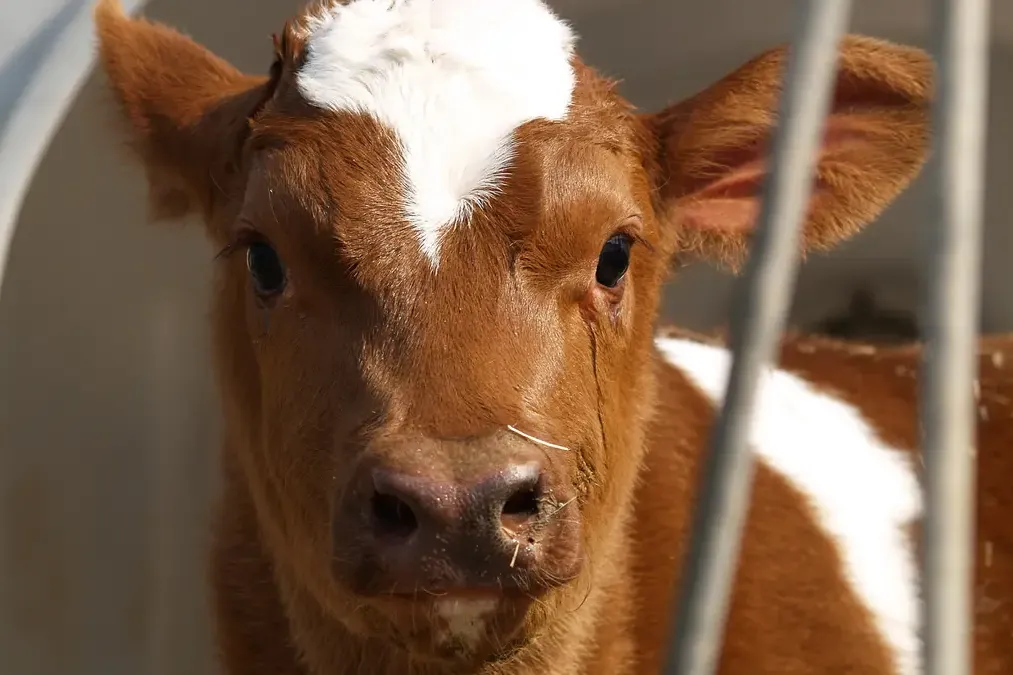 The 5 steps to prevent coccidiosis in calves