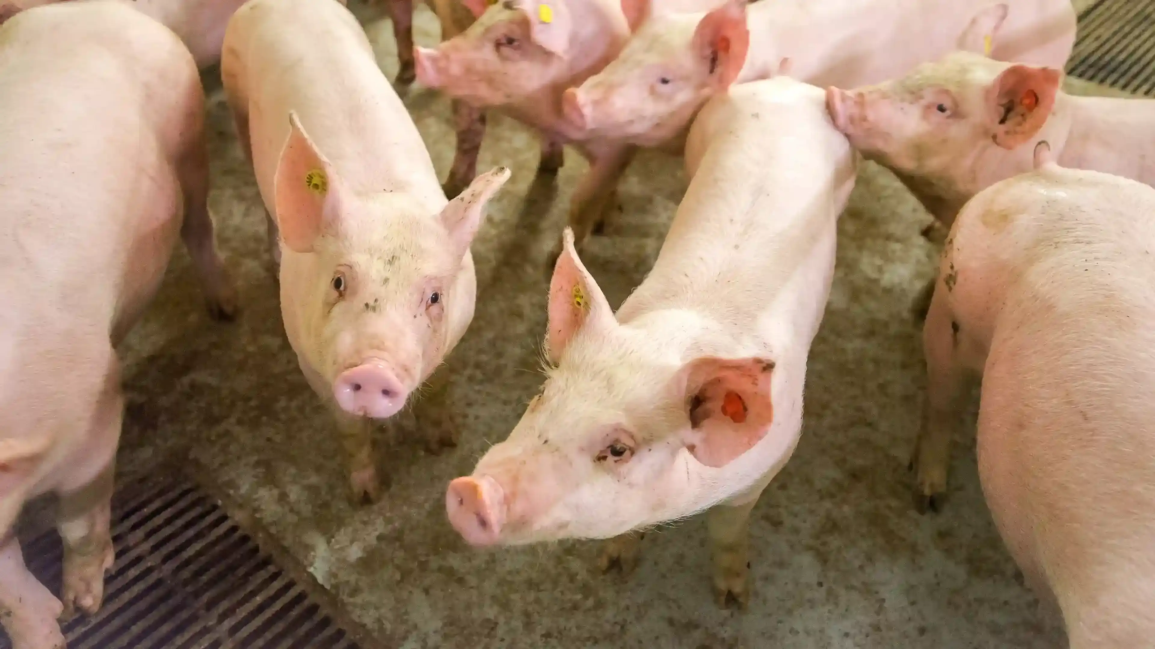 Heatstress with fattening pigs