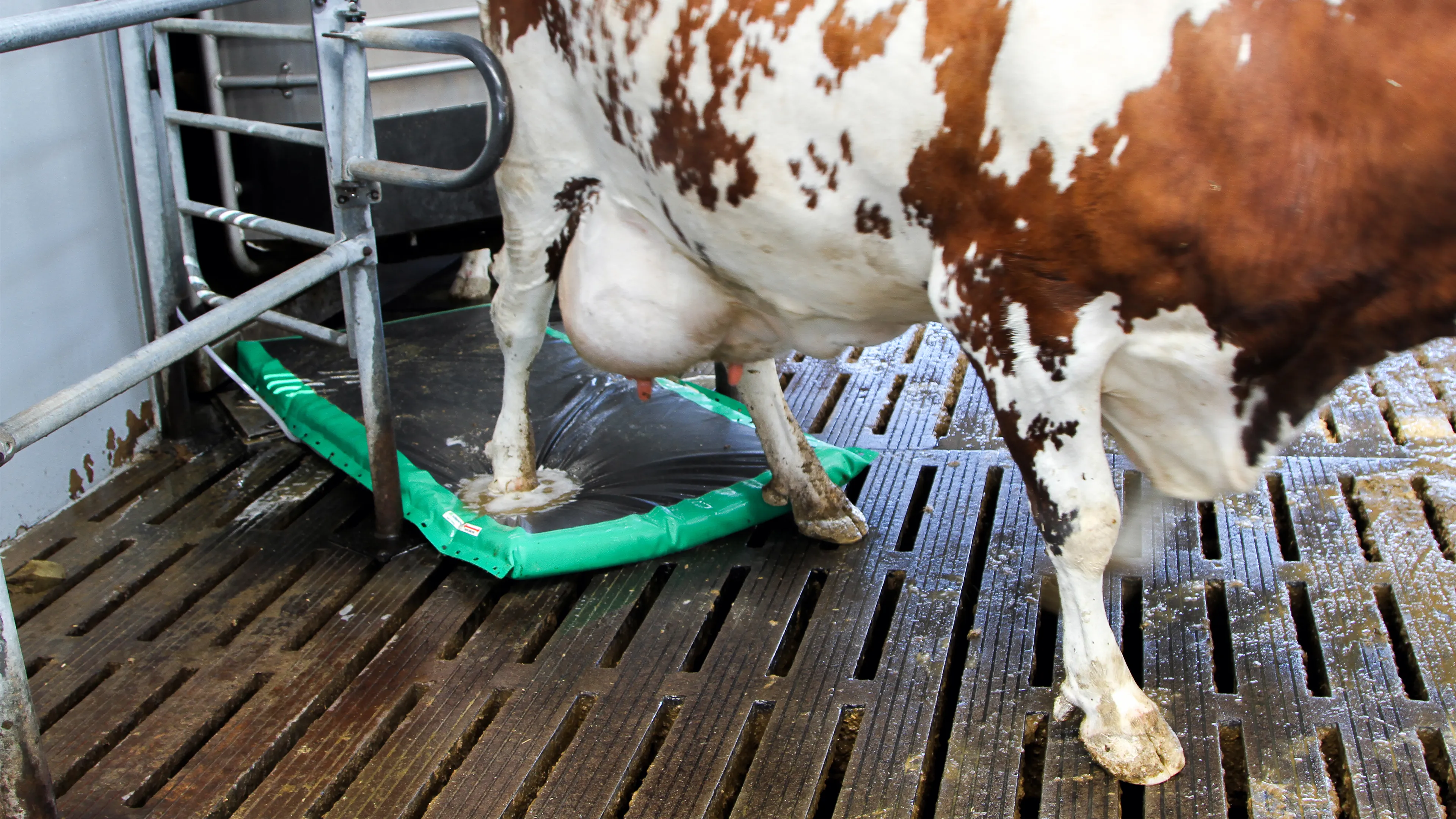 Smart Dairy Farming – Healthier Cows, Better Milk