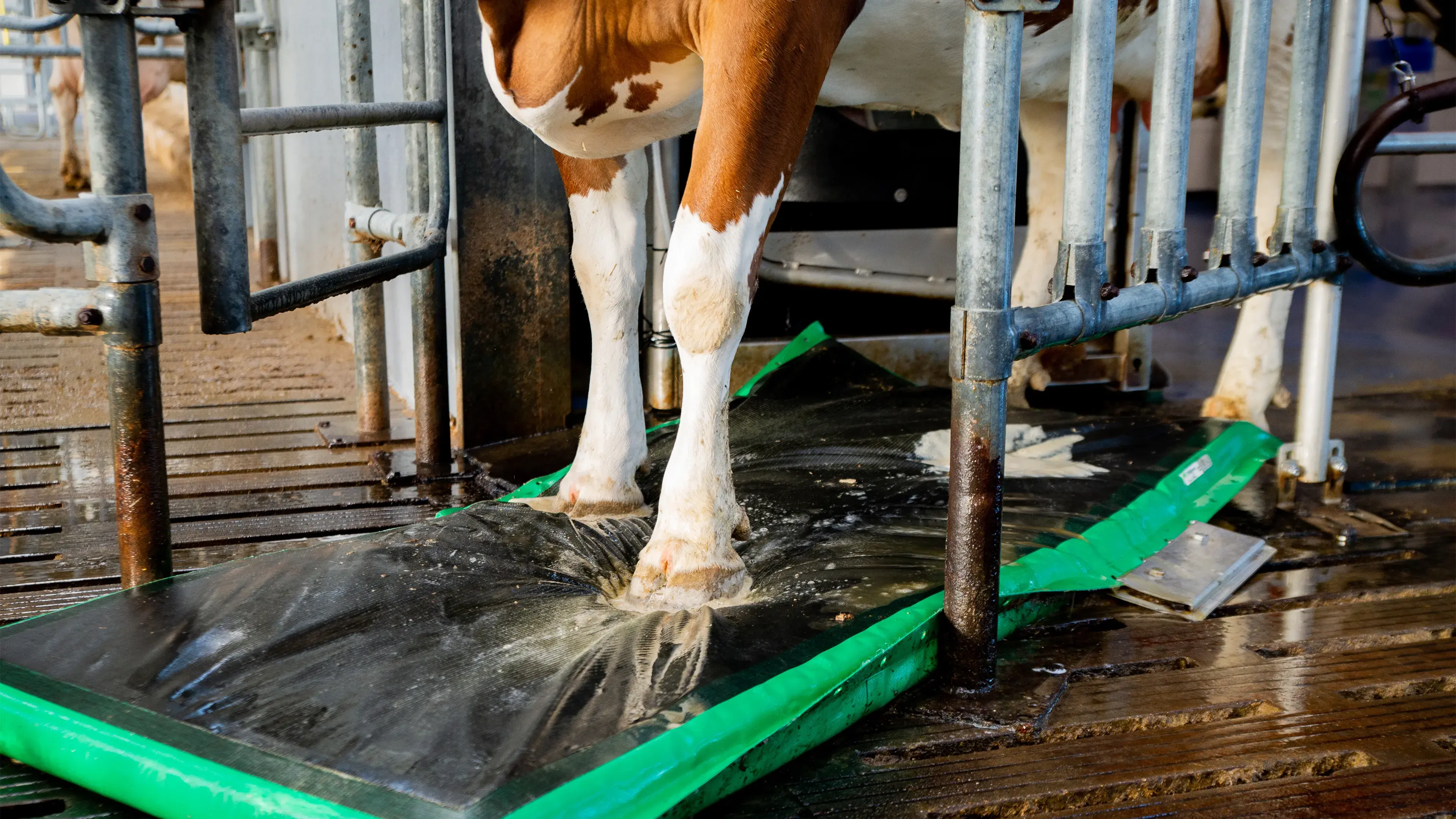 Mortellaro bij koeien voorkomen en behandelen in 5 stappen