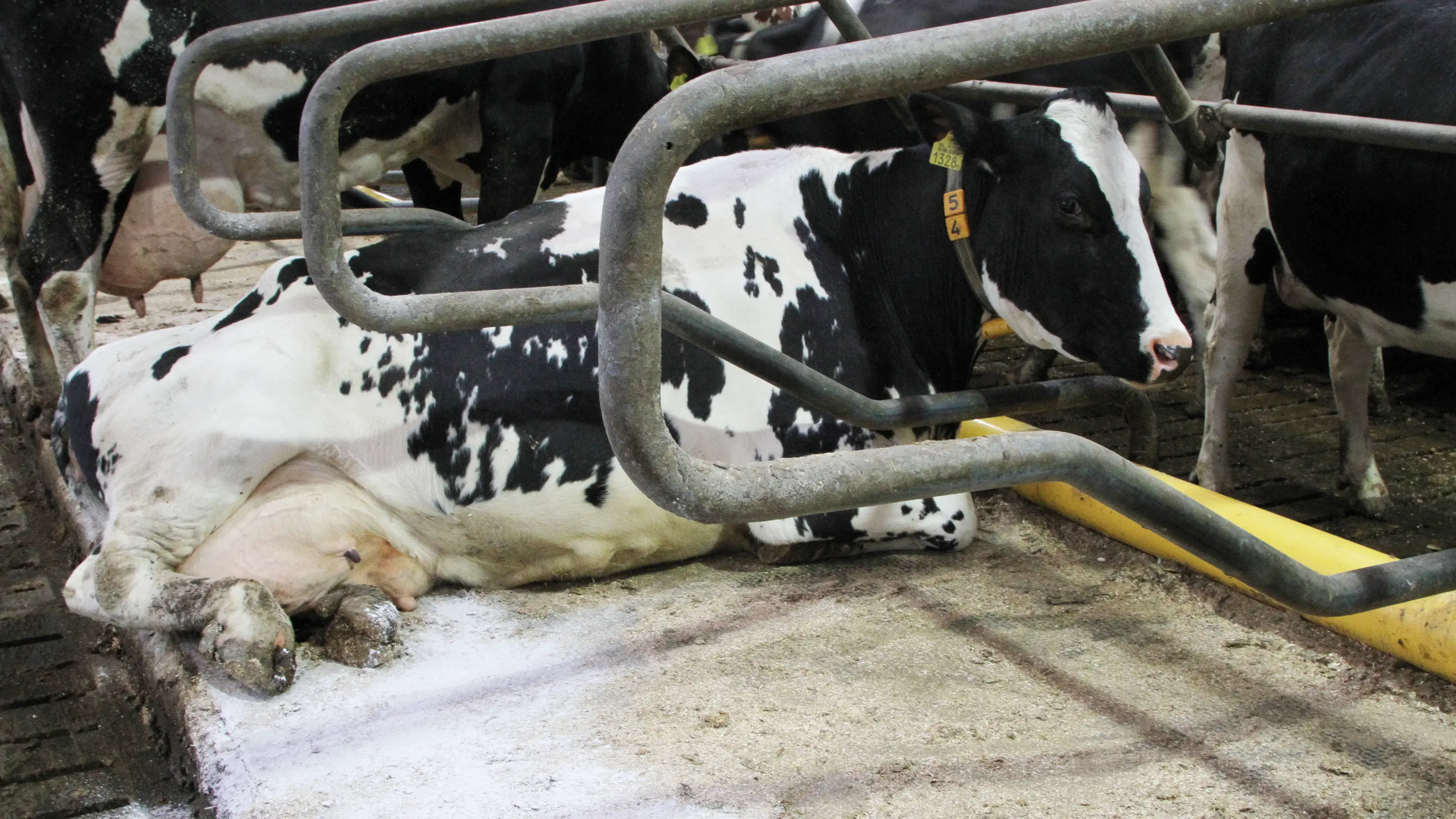 Udder edema in dairy cows