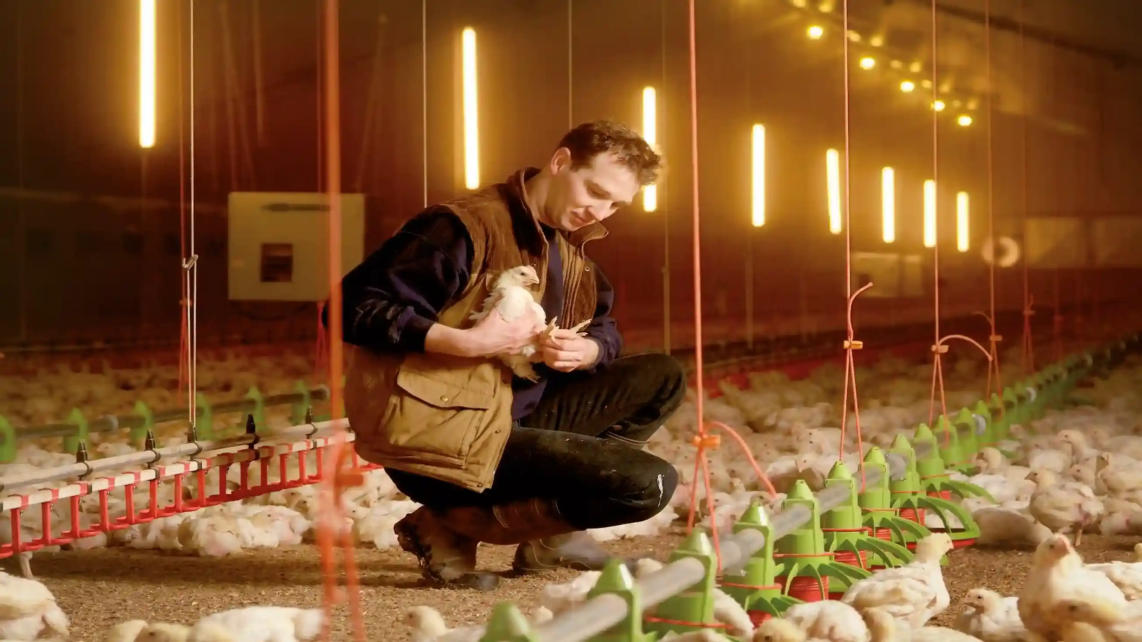 Hittestress bij pluimvee