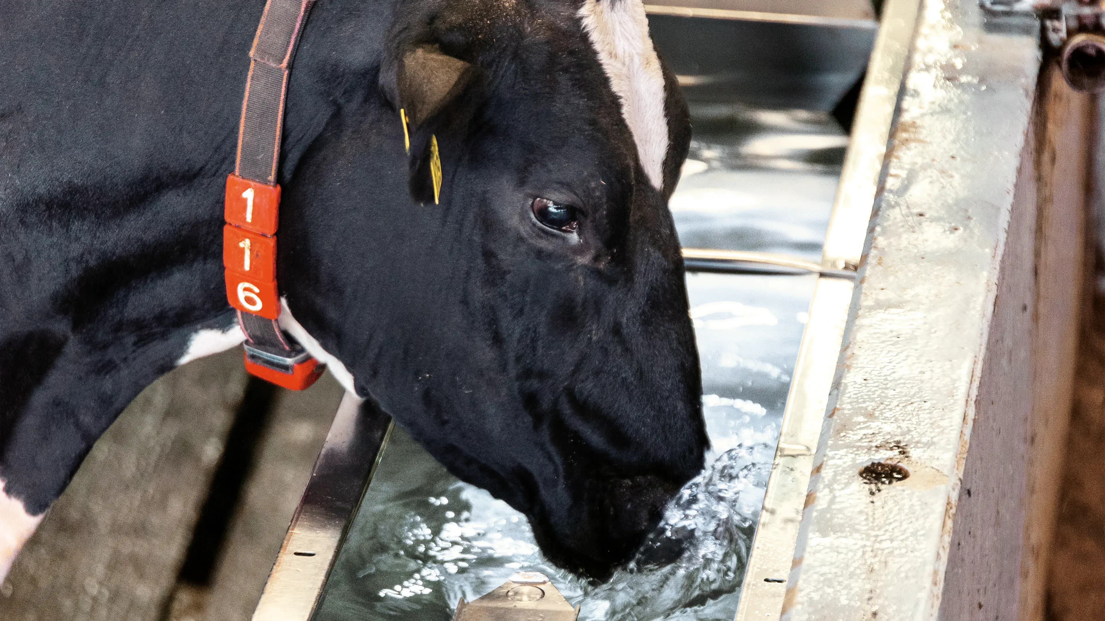 Water treatment in livestock farming