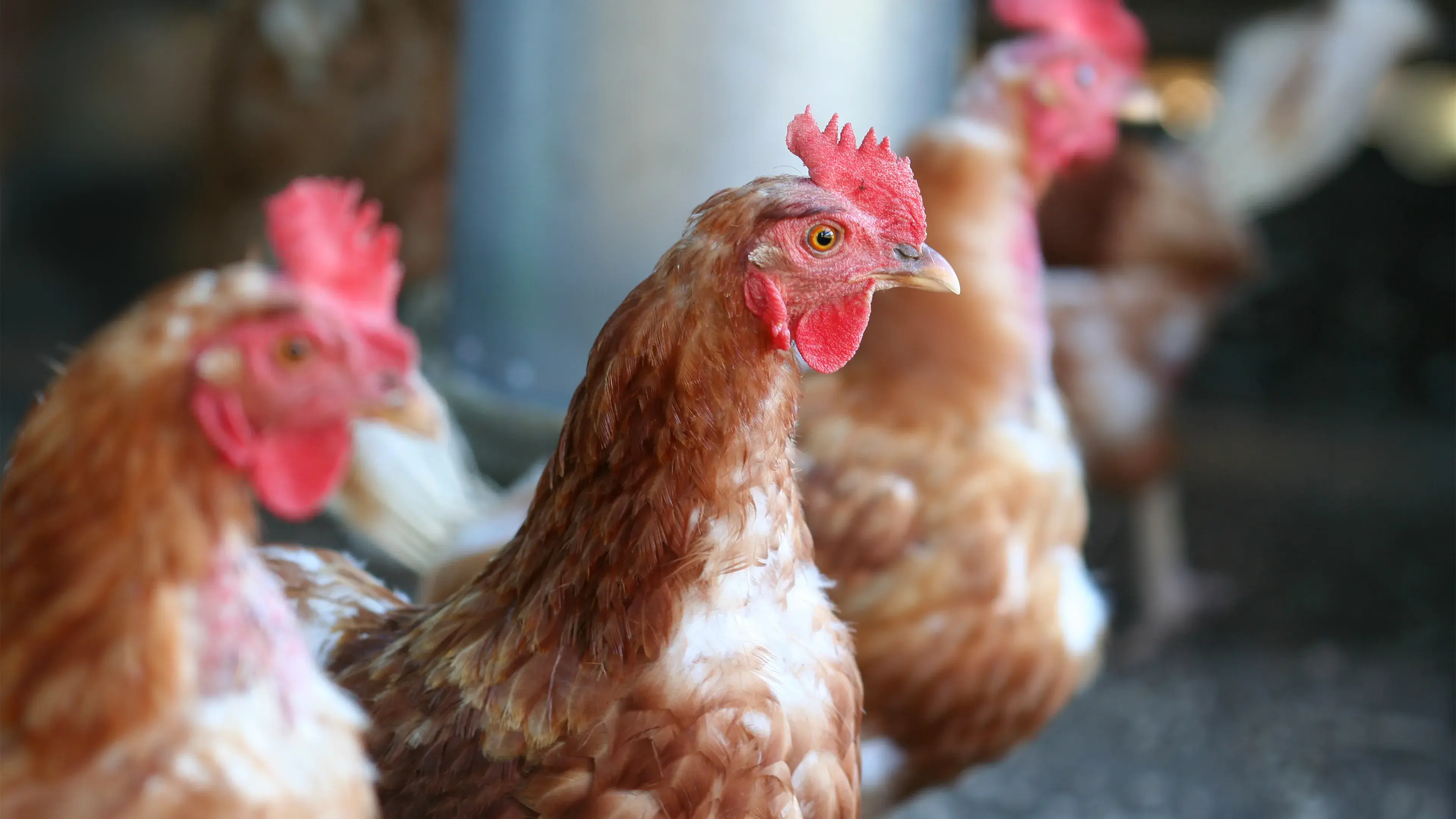 Prevención de la enfermedad de Newcastle: estrategias y medidas