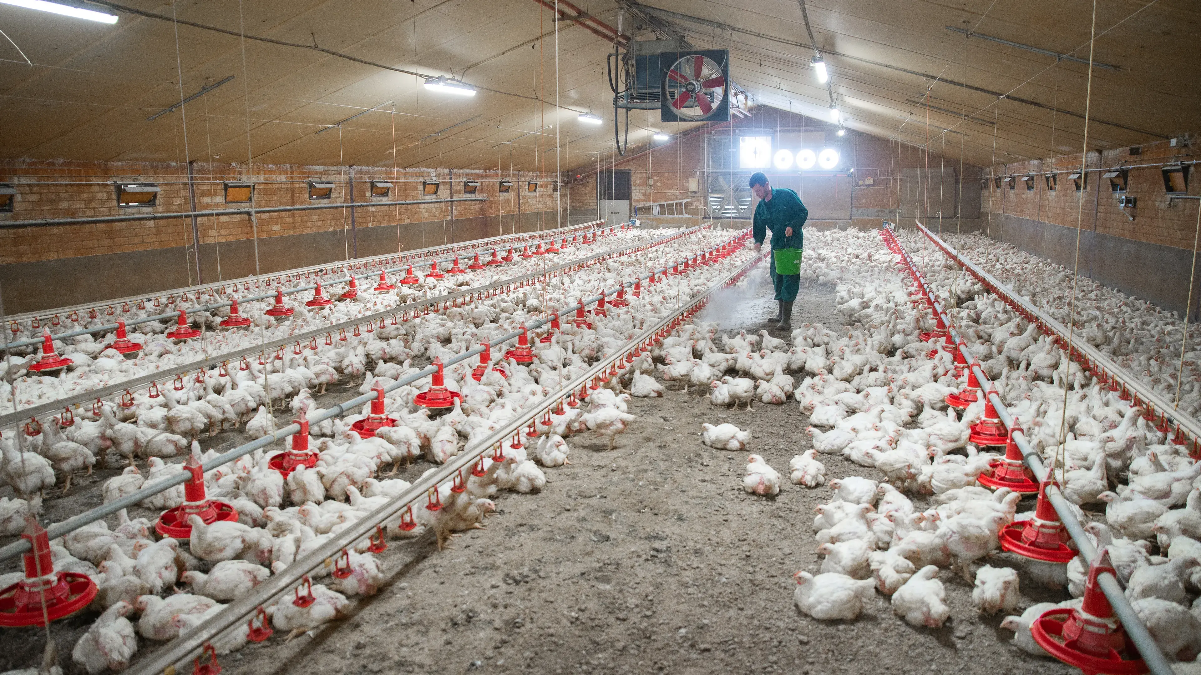 Prevención de la pododermatitis en aves: estrategias y medidas preventivas