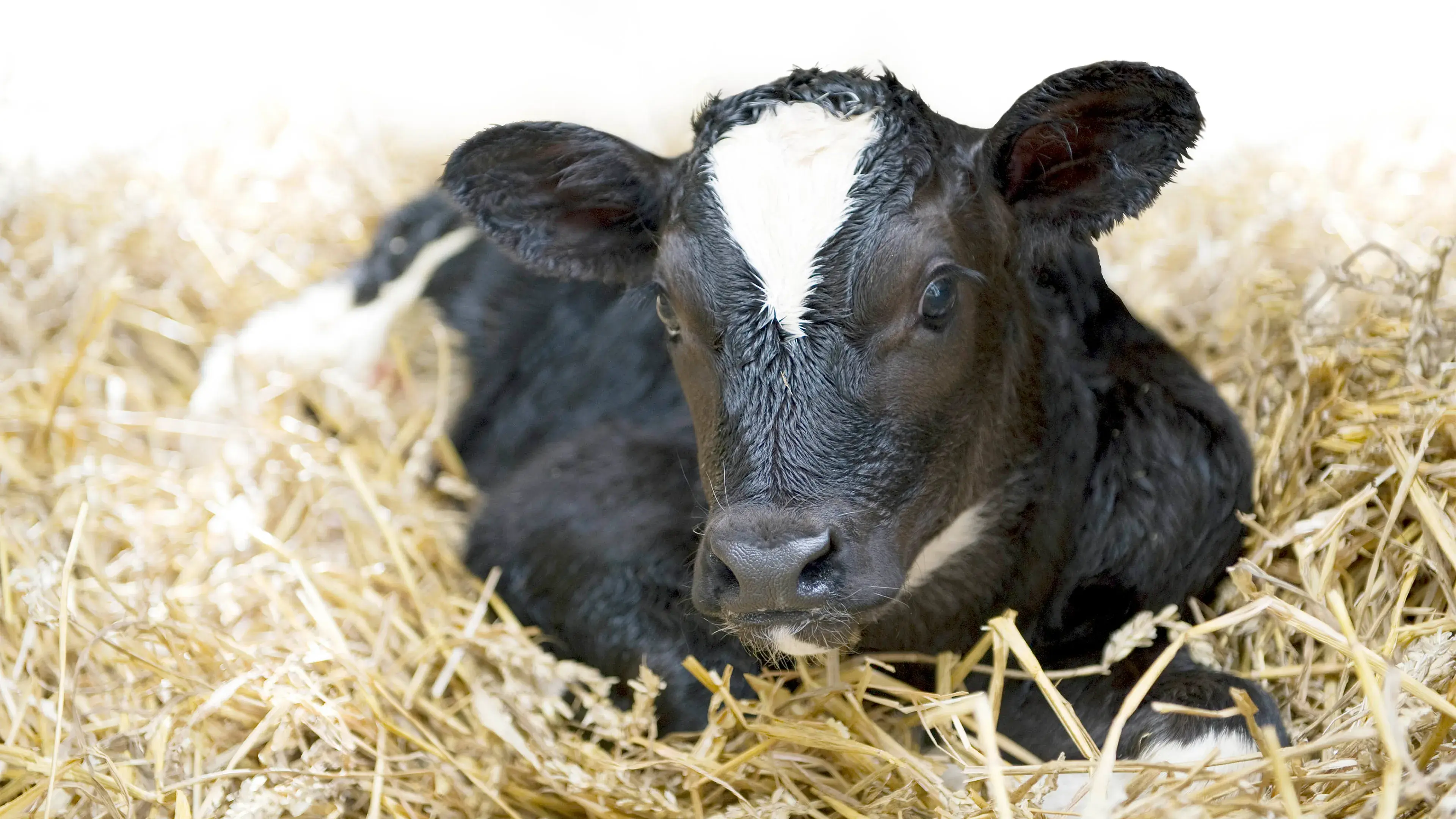 Reduce Mortellaro and reduce work with MS AutoHoofClean