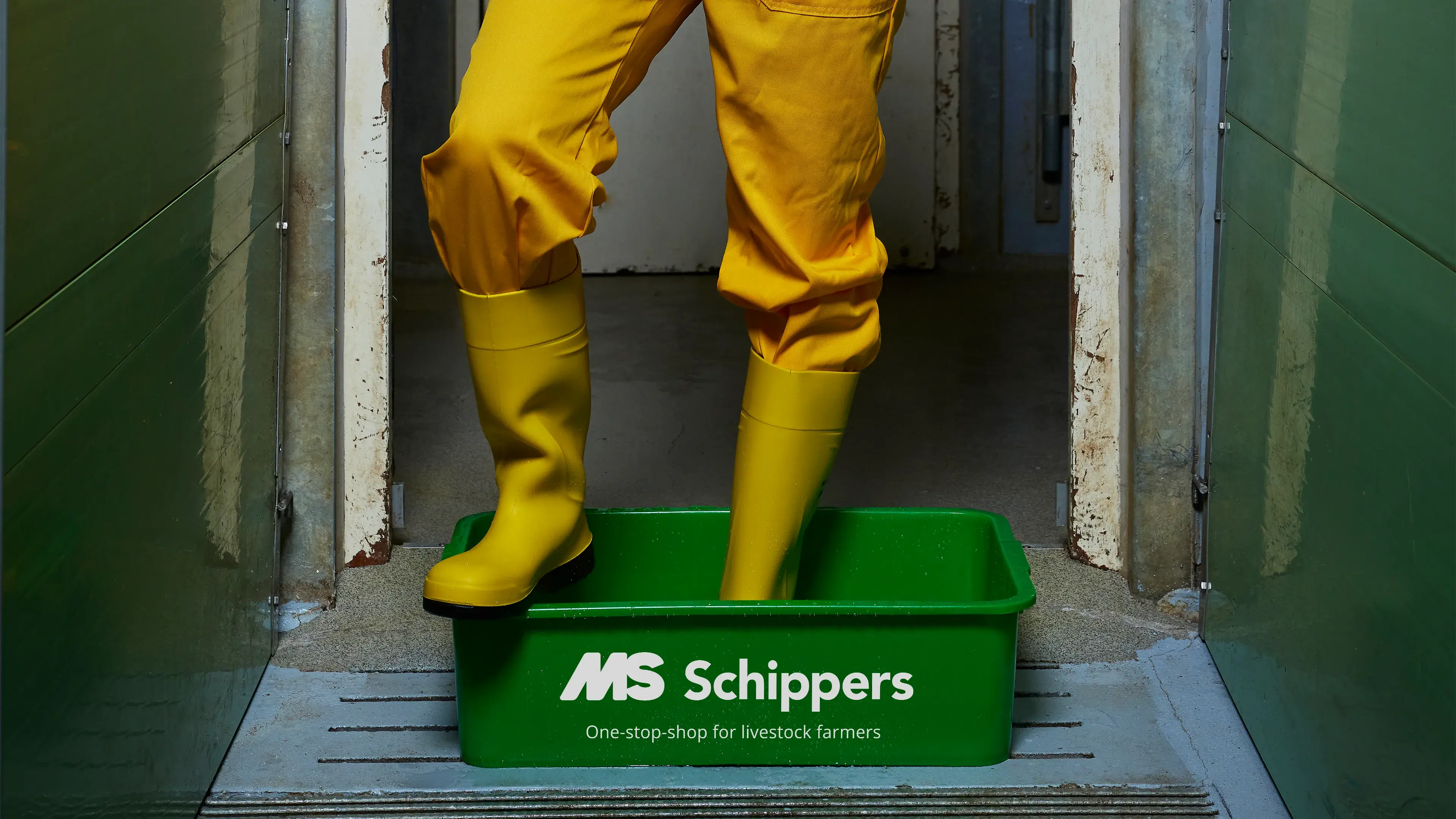 Herken en voorkom het Chicken Anemia Virus (CAV) bij kippen