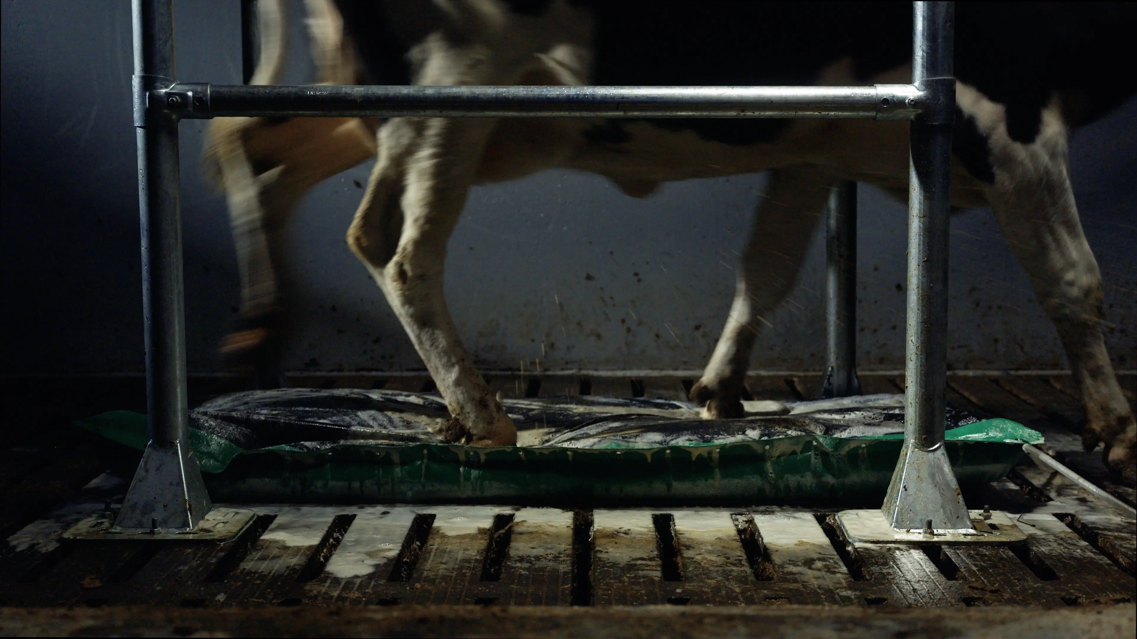 Debut MS Schippers Denmark