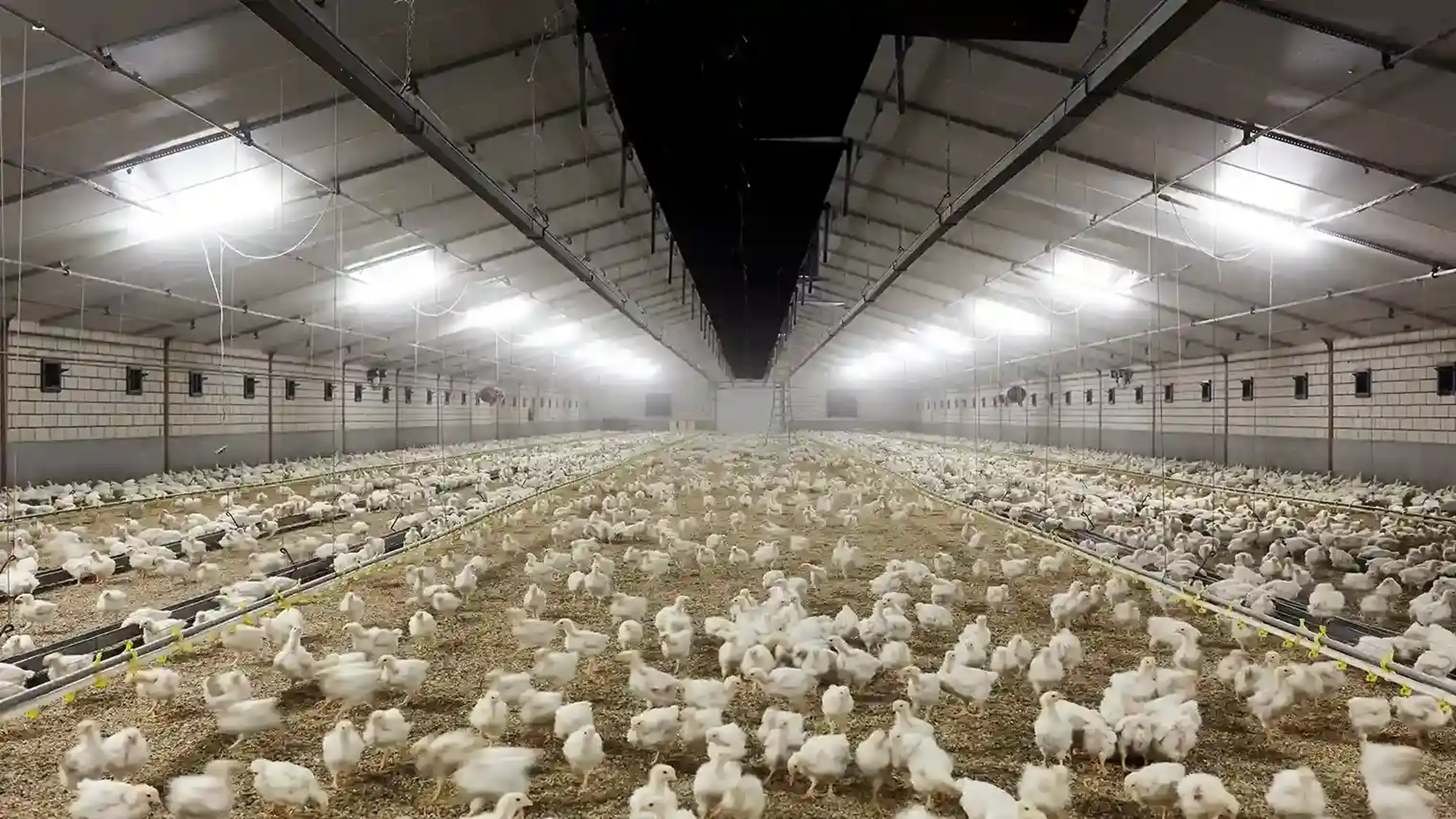 Stress da calore | Allevamenti di Pollame | MS Schippers