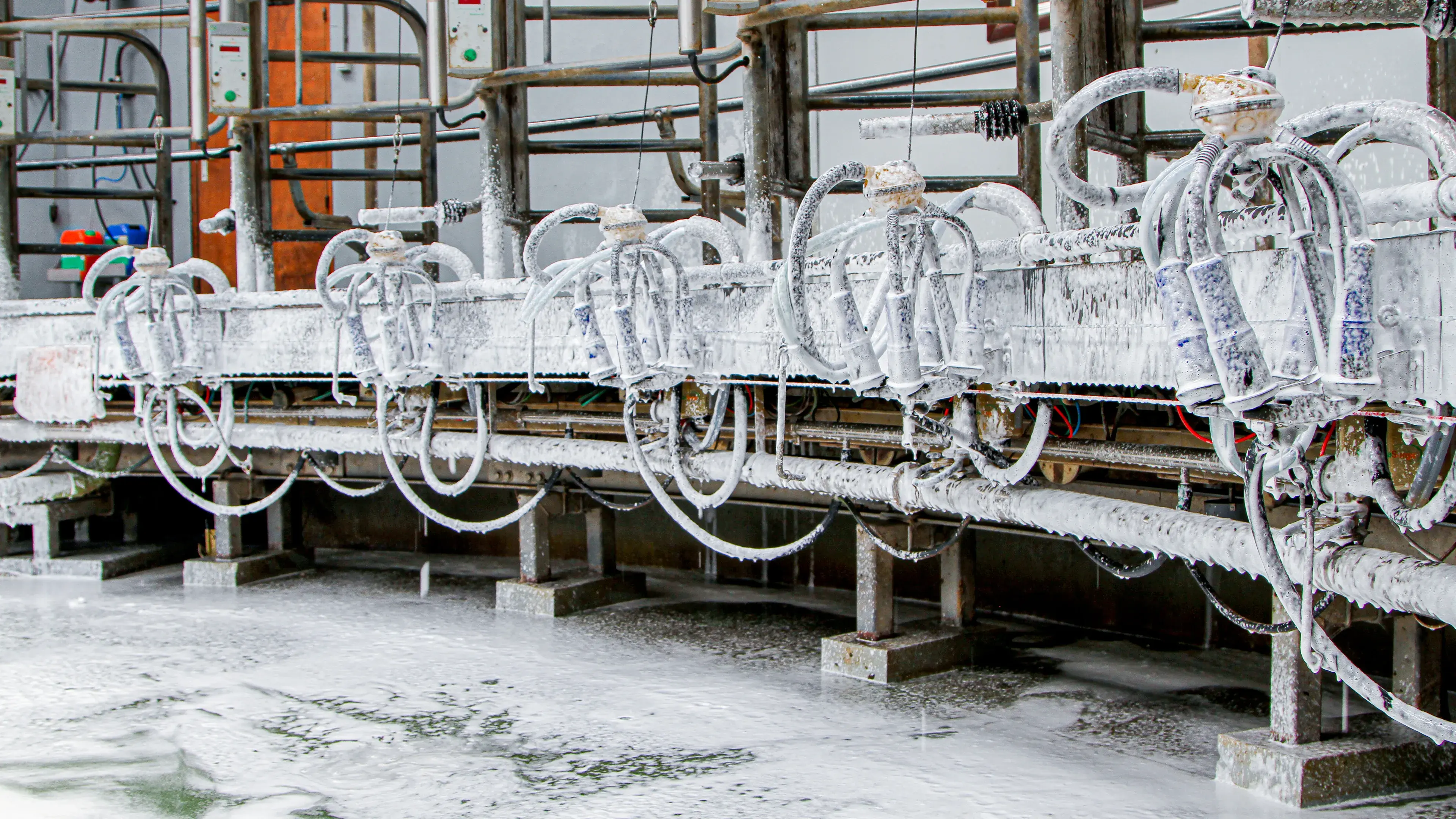 Reinigung & Desinfektion bei Milchvieh