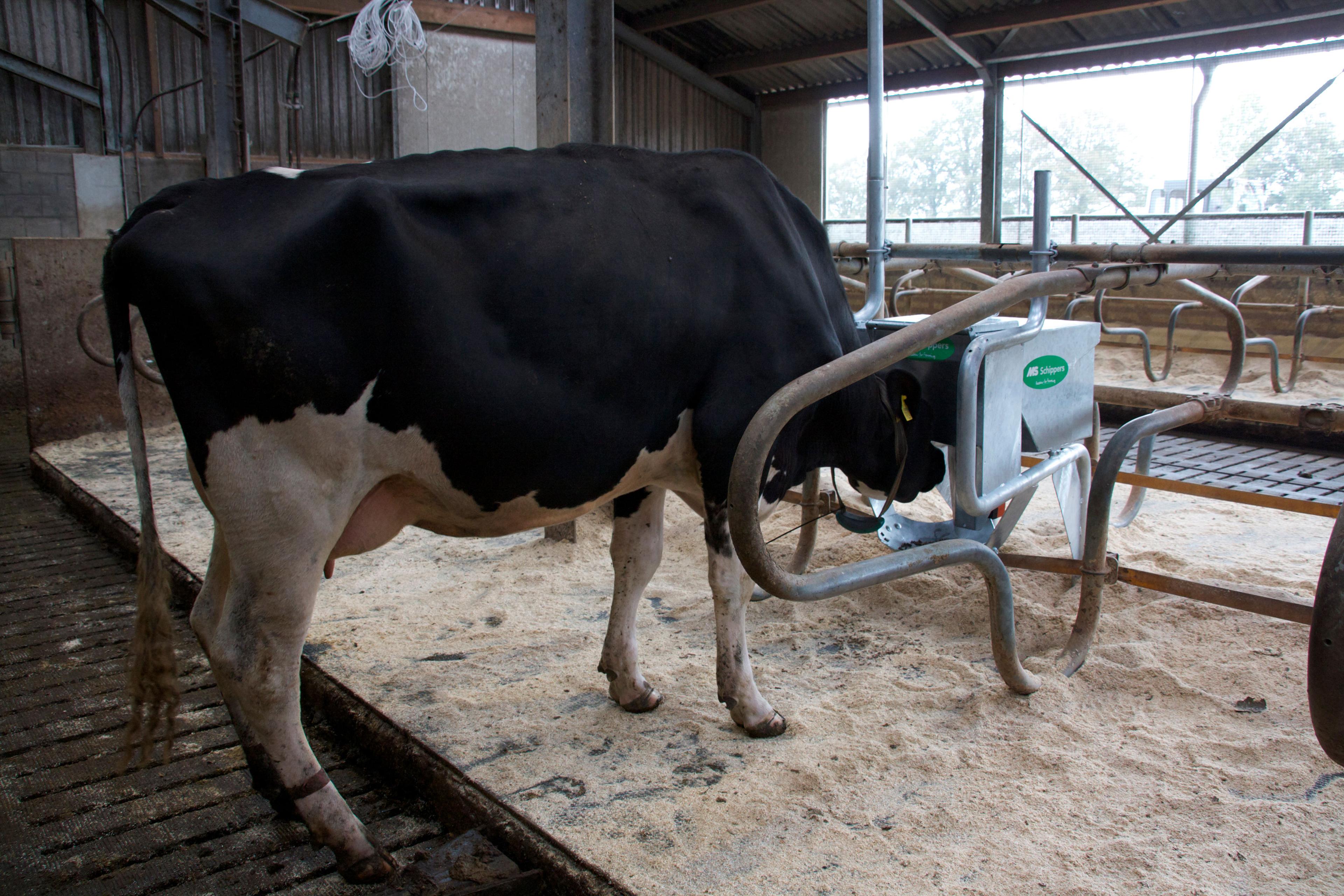 5 steps of treating digital dermatitis in cattle