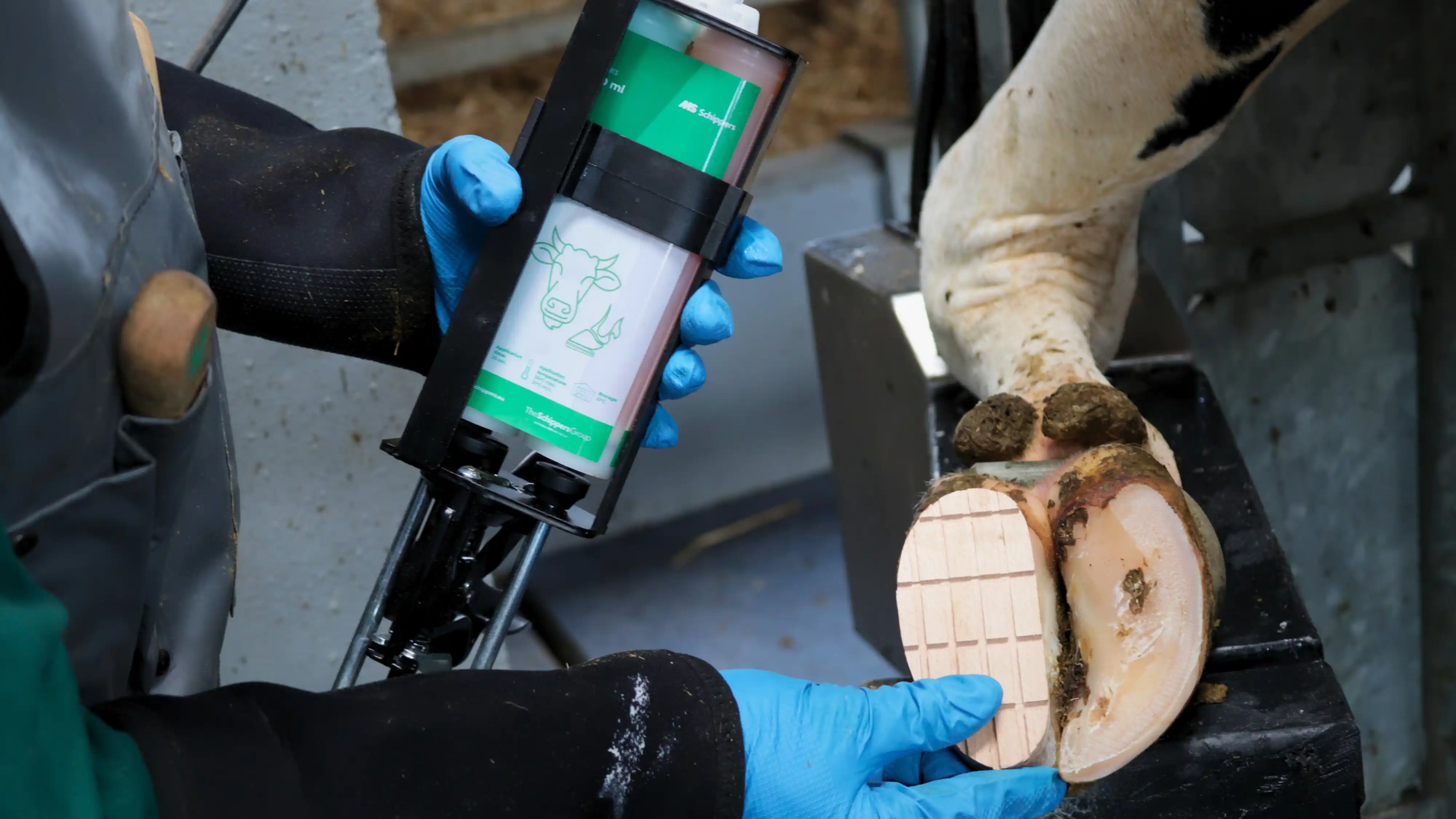 Quickly treating hoof disorders in dairy cattle