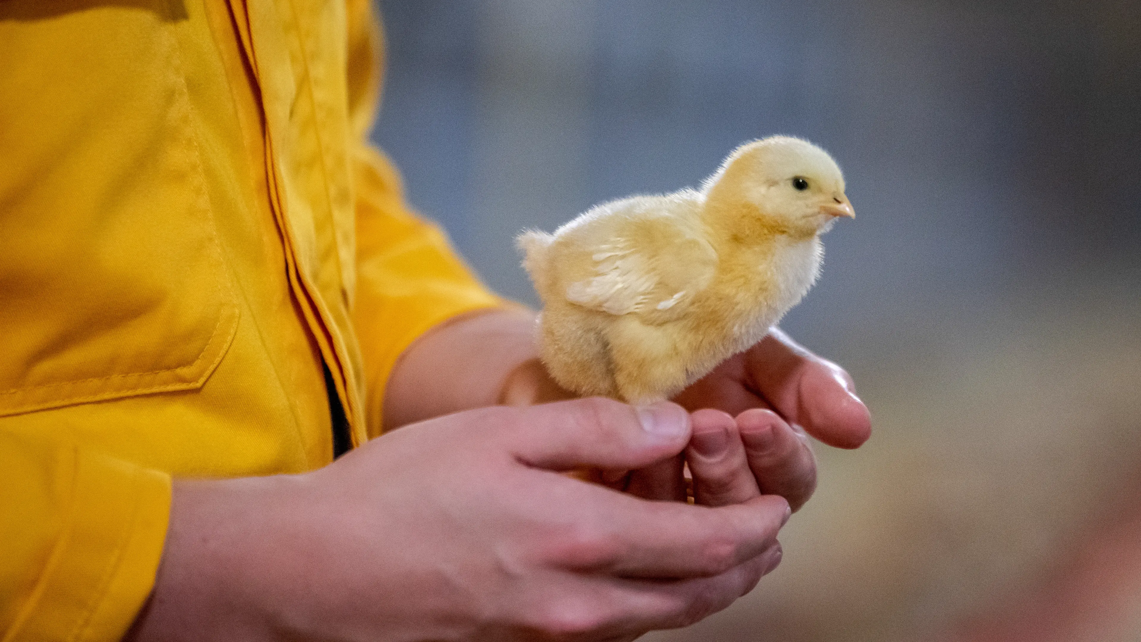 Come prevenire la bursite infettiva (malattia di Gumboro) nei polli