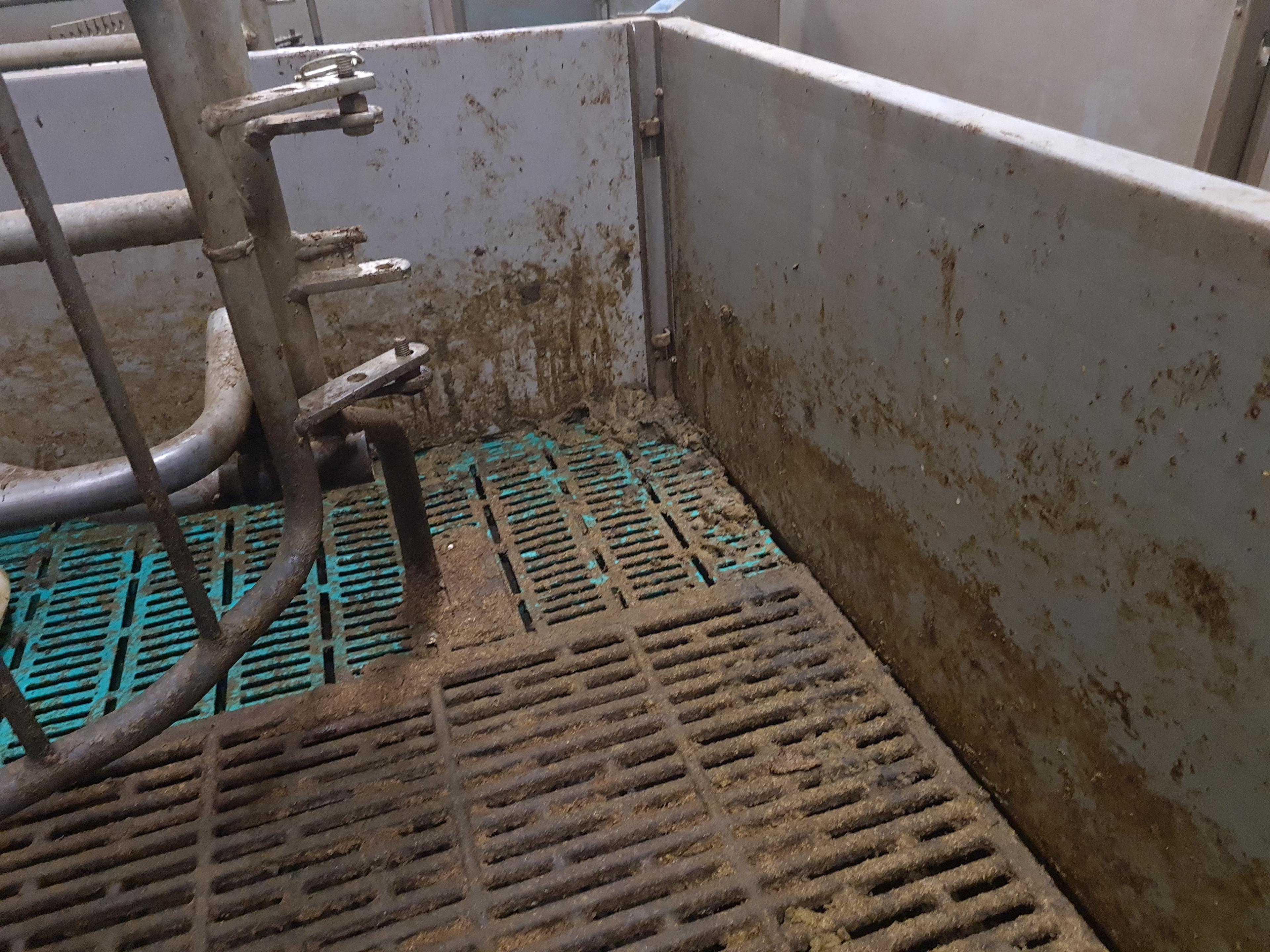 Cleaning the pig pen in 7 steps