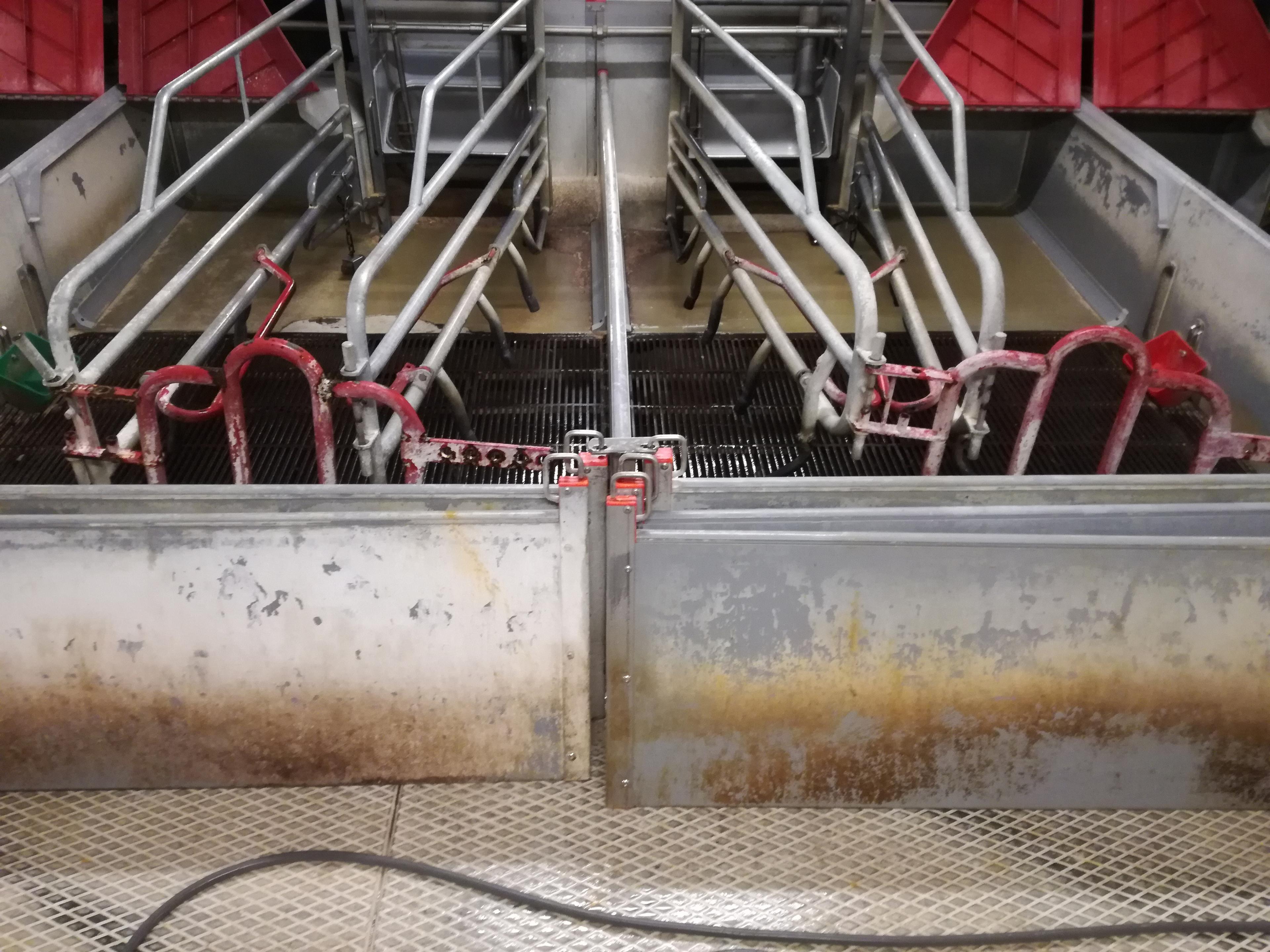 Cleaning the pig pen in 7 steps