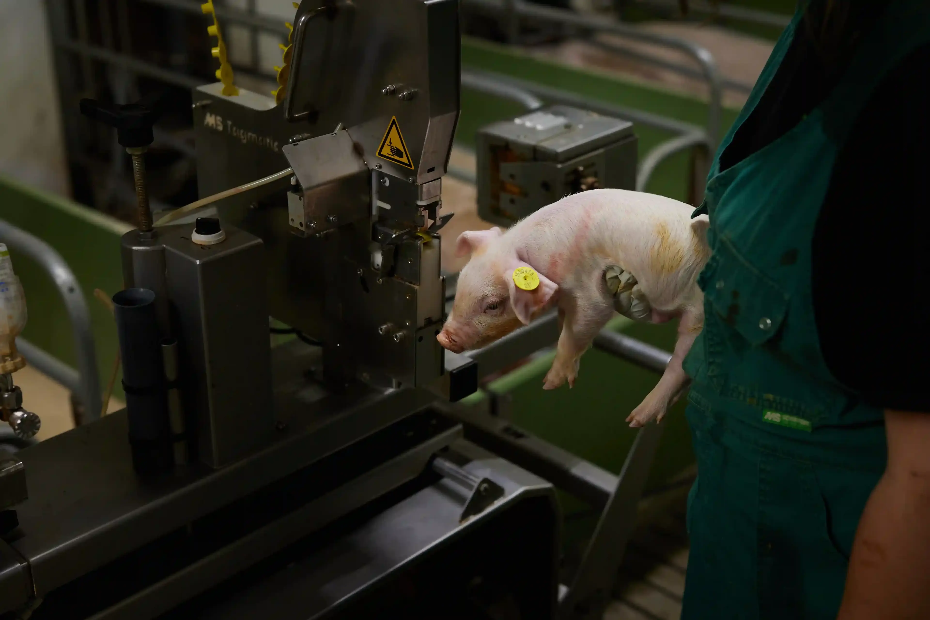 Influenza A Virus in Swine: Prevention and Control Strategies for Pig ...